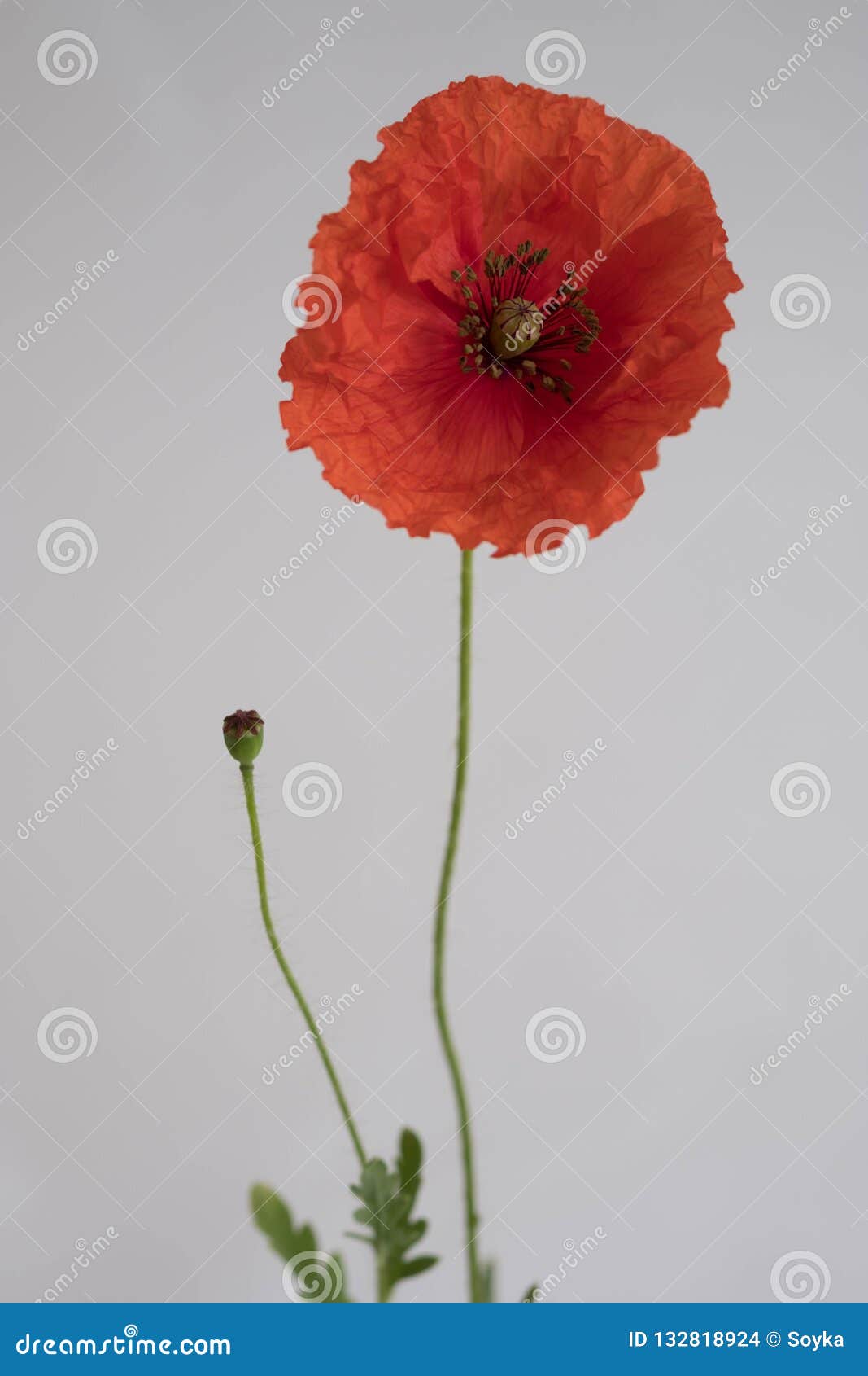 Beautiful Single Red Poppy on White Background Stock Photo - Image of ...