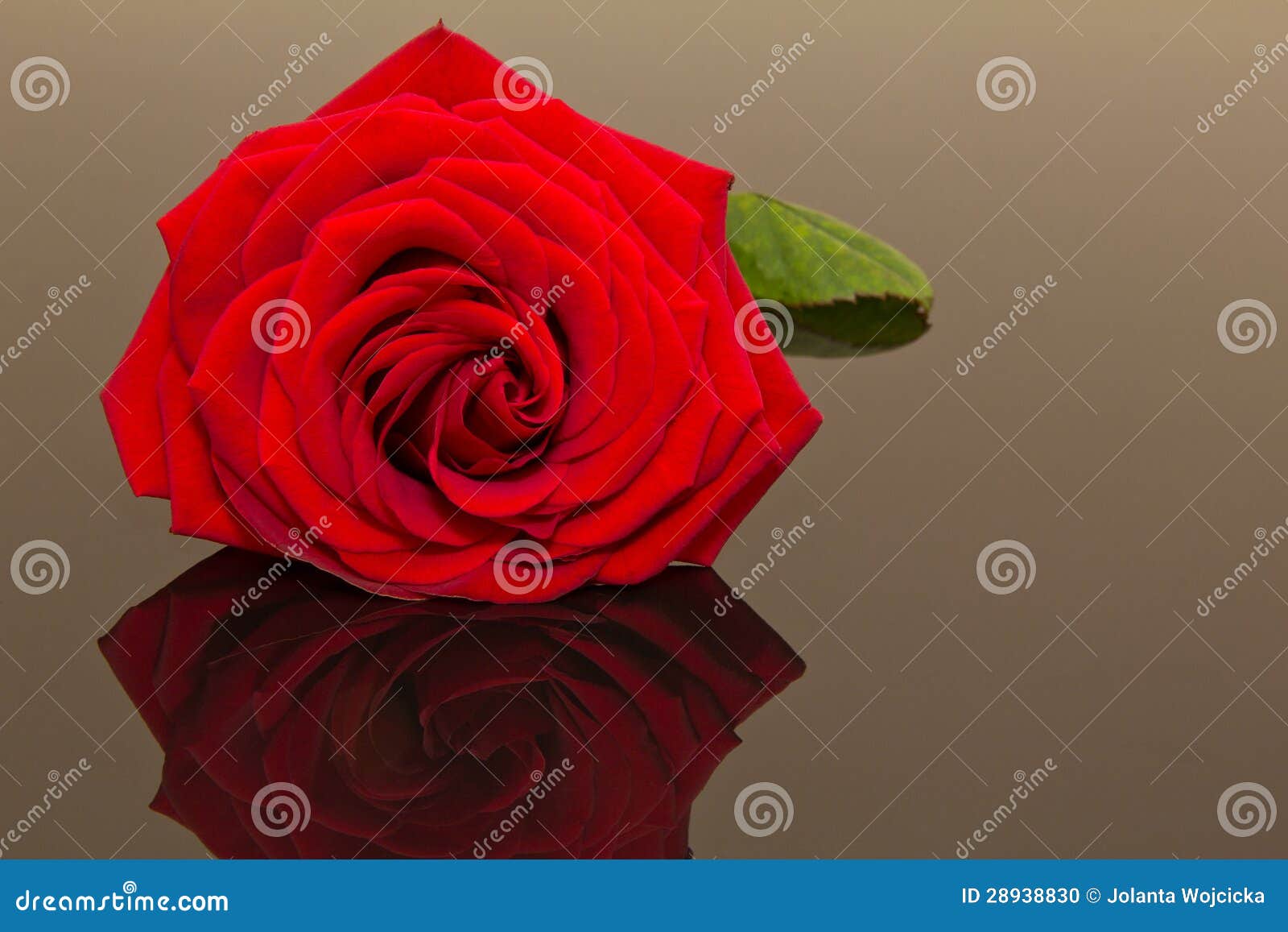 Beautiful Single Red Rose on Dark Background Stock Photo - Image of ...