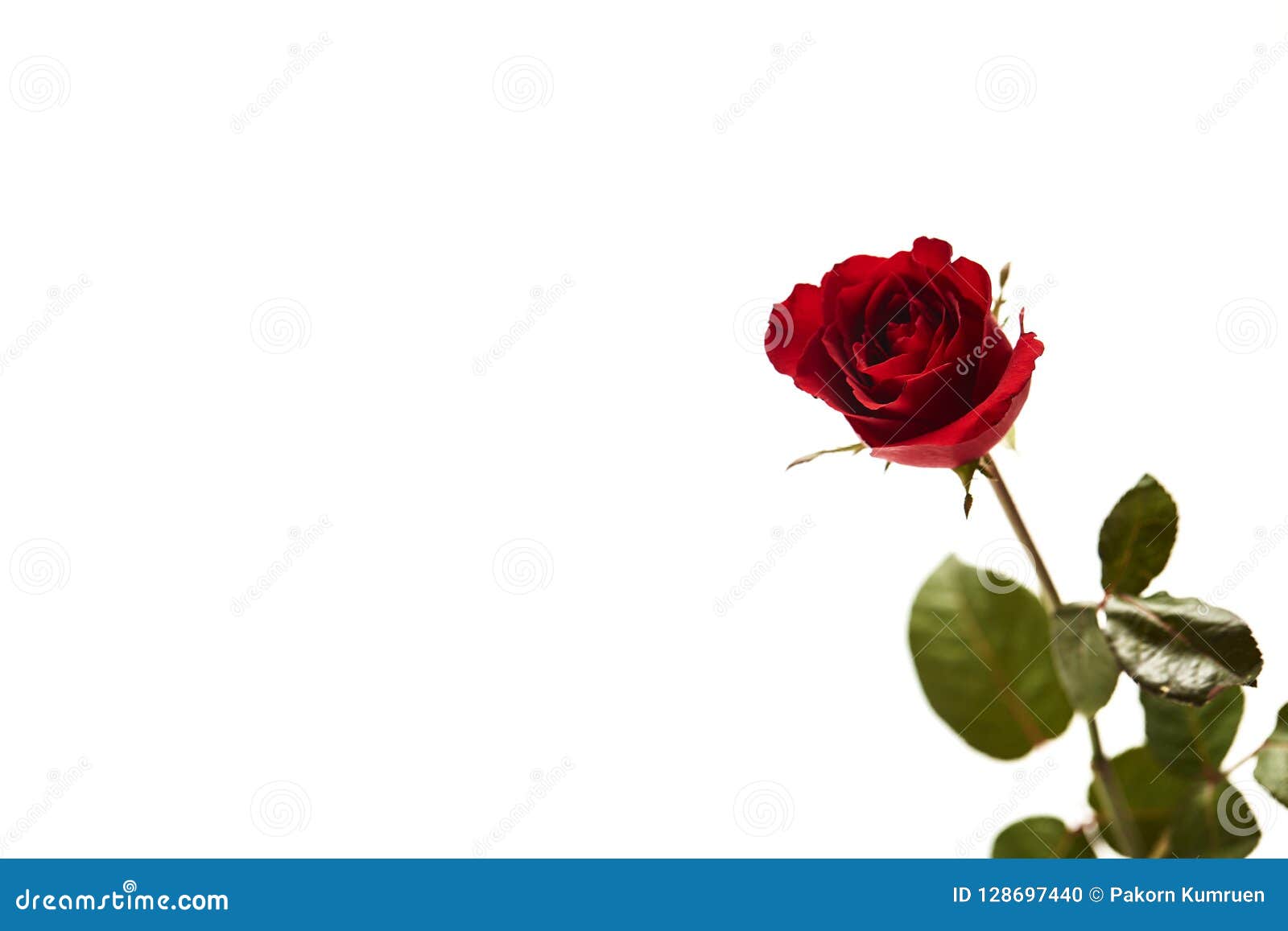 Beautiful Single Red Rose Flower Stock Photo - Image of romance, nature ...