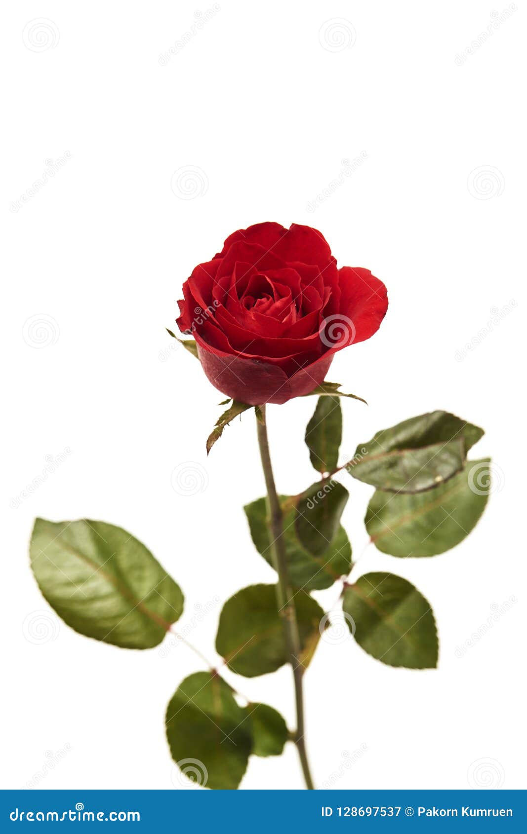 Beautiful Single Red Rose Flower Stock Image - Image of beauty, petal ...