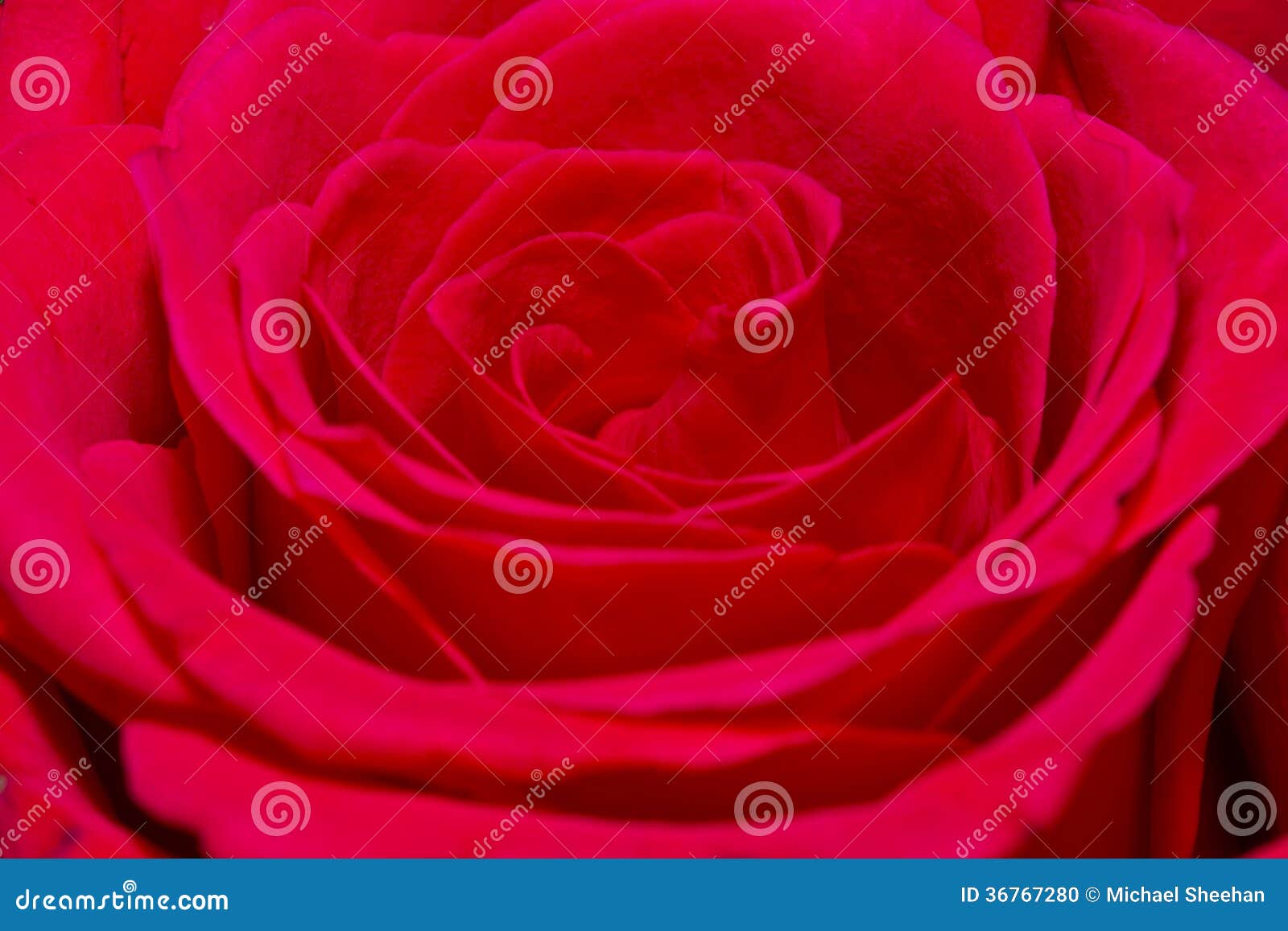 Beautiful single red rose stock photo. Image of birthday - 36767280