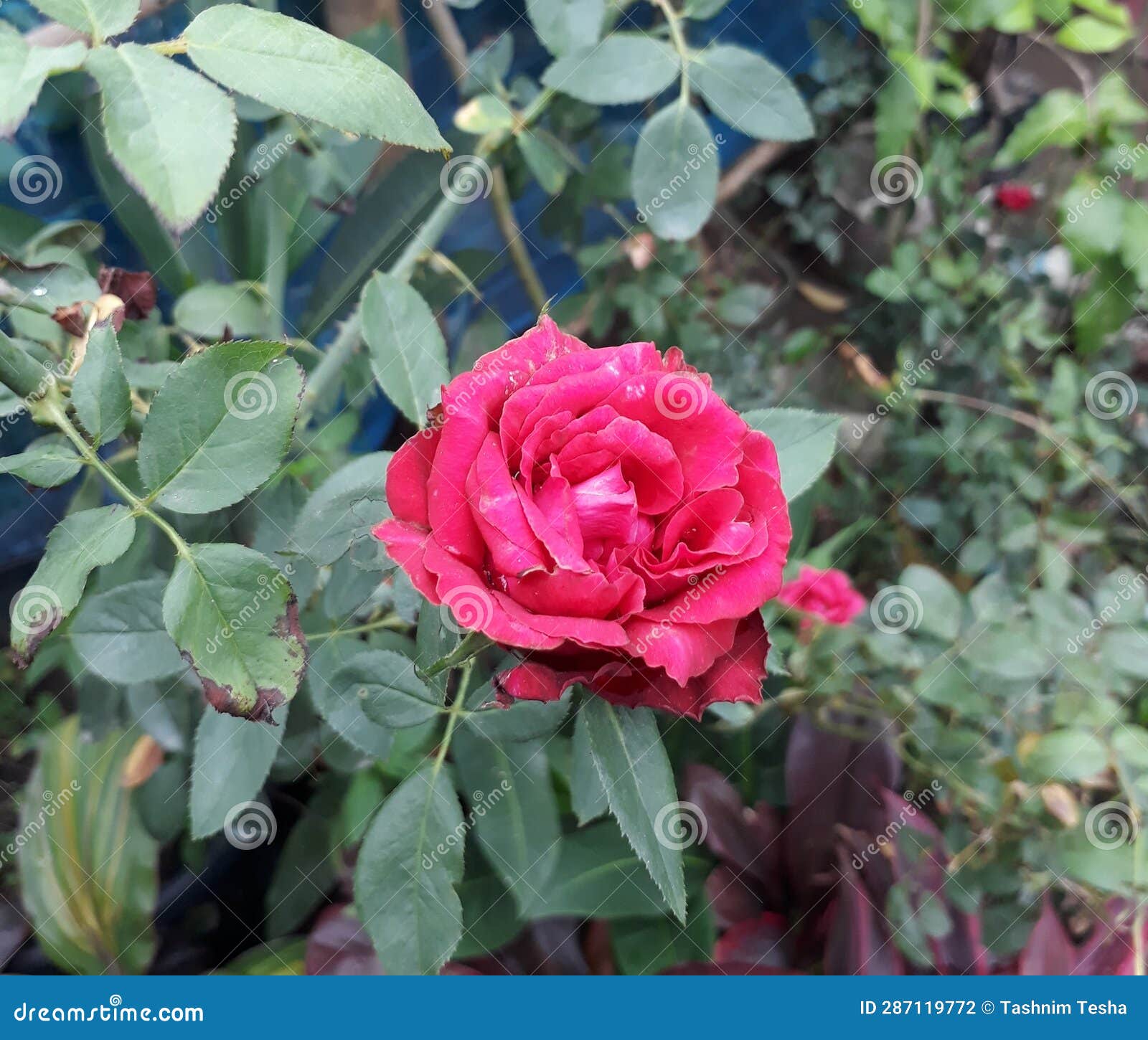 A Beautiful Single Red Rose in the Garden, Stock Photo - Image of rose ...