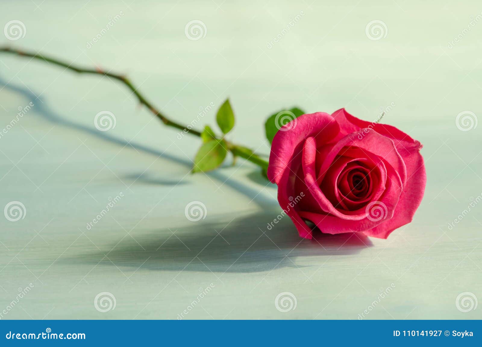 Beautiful Single Red Rose Lying Down Stock Image - Image of lying ...