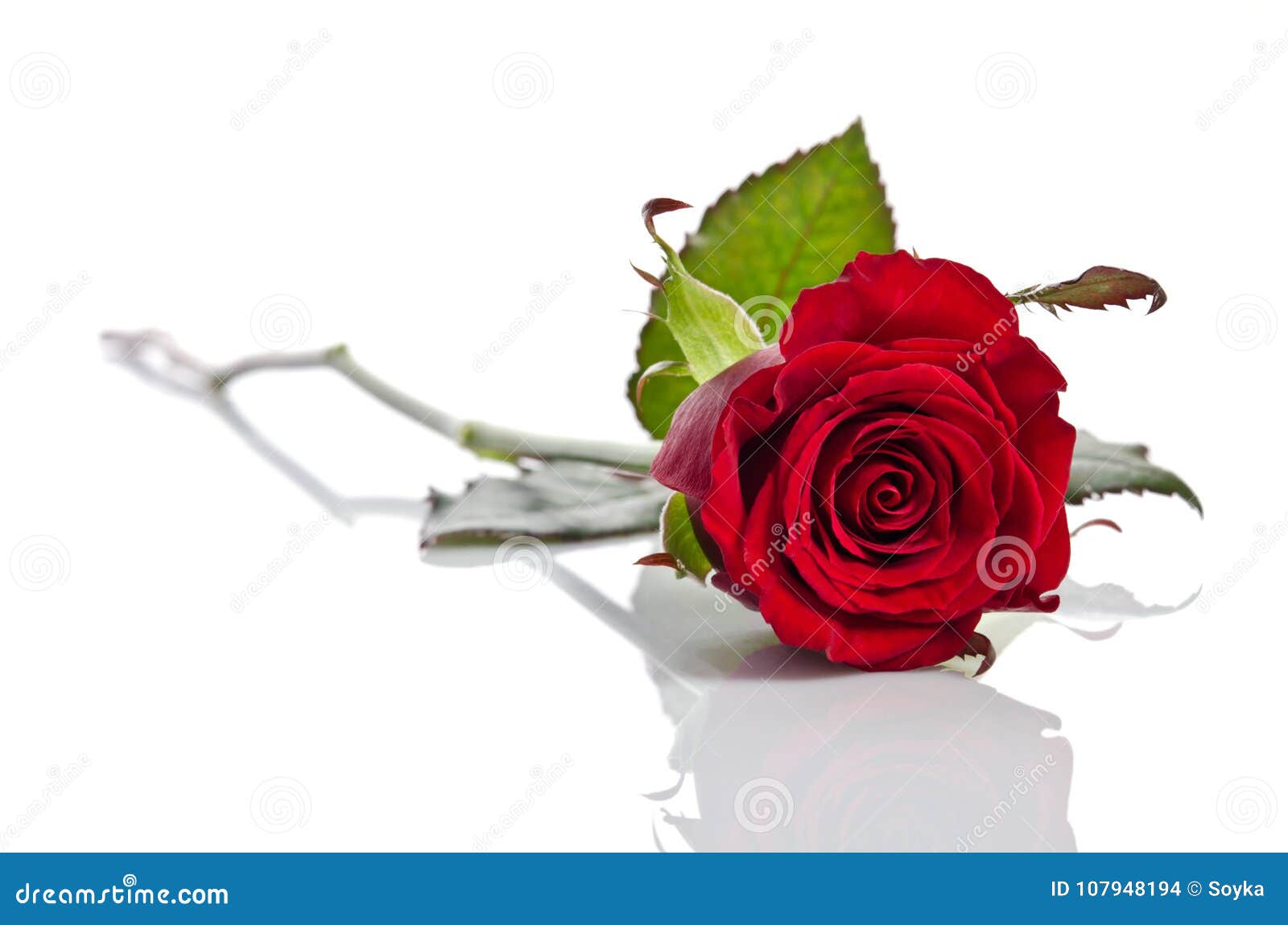 Beautiful Single Red Rose