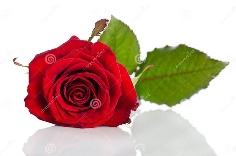 Beautiful Single Red Rose Lying Down Stock Image - Image of bloom ...