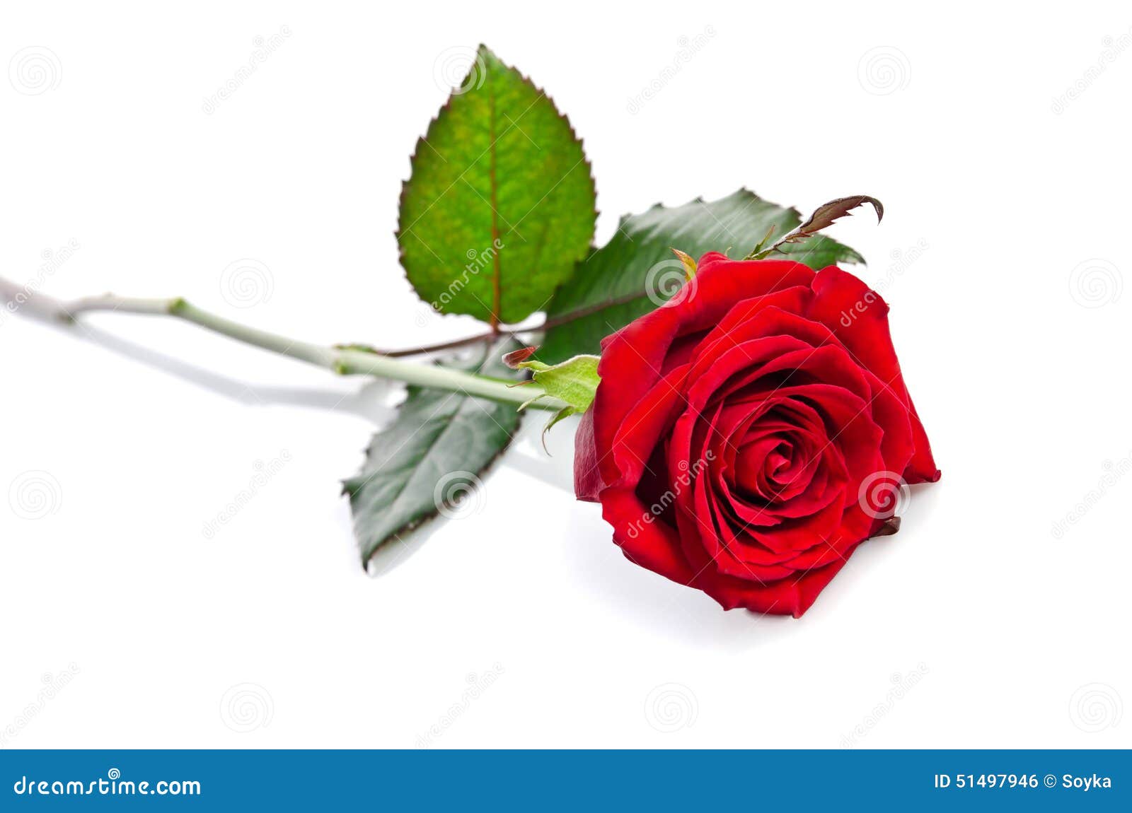 Beautiful single red rose stock photo. Image of mothers - 51497946