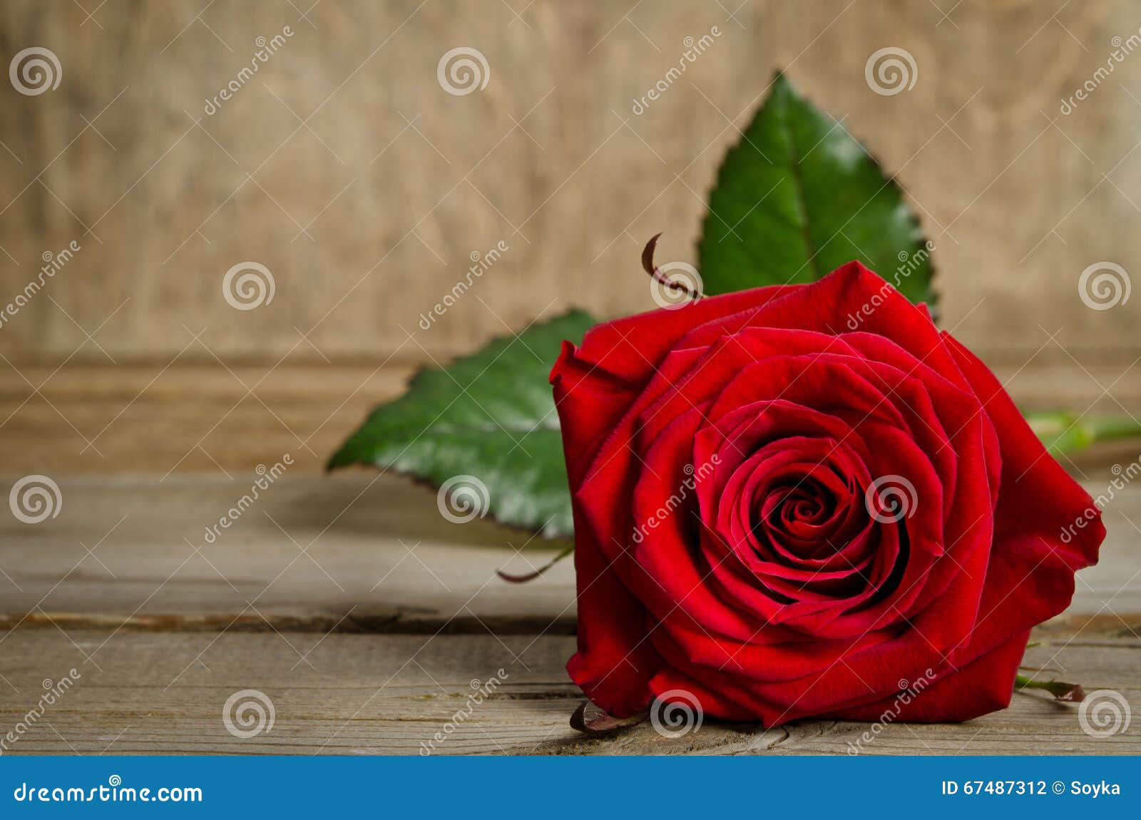 Beautiful single red rose stock photo. Image of beauty - 67487312