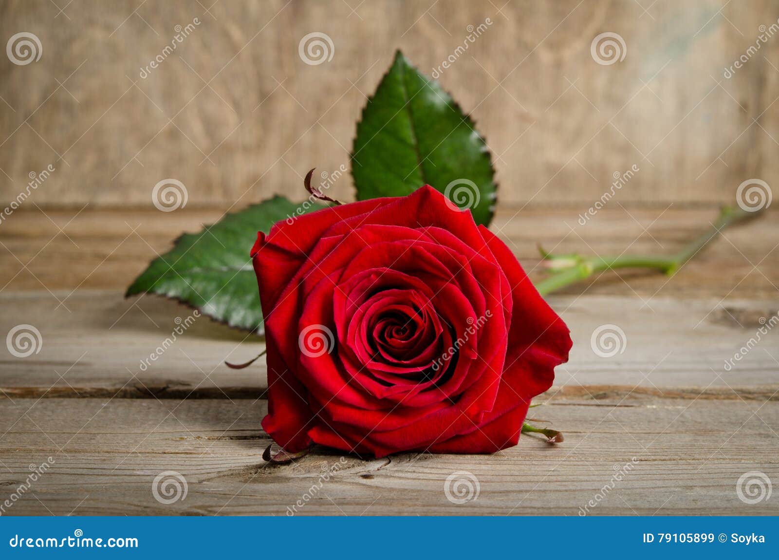 Beautiful single red rose stock image. Image of object - 79105899