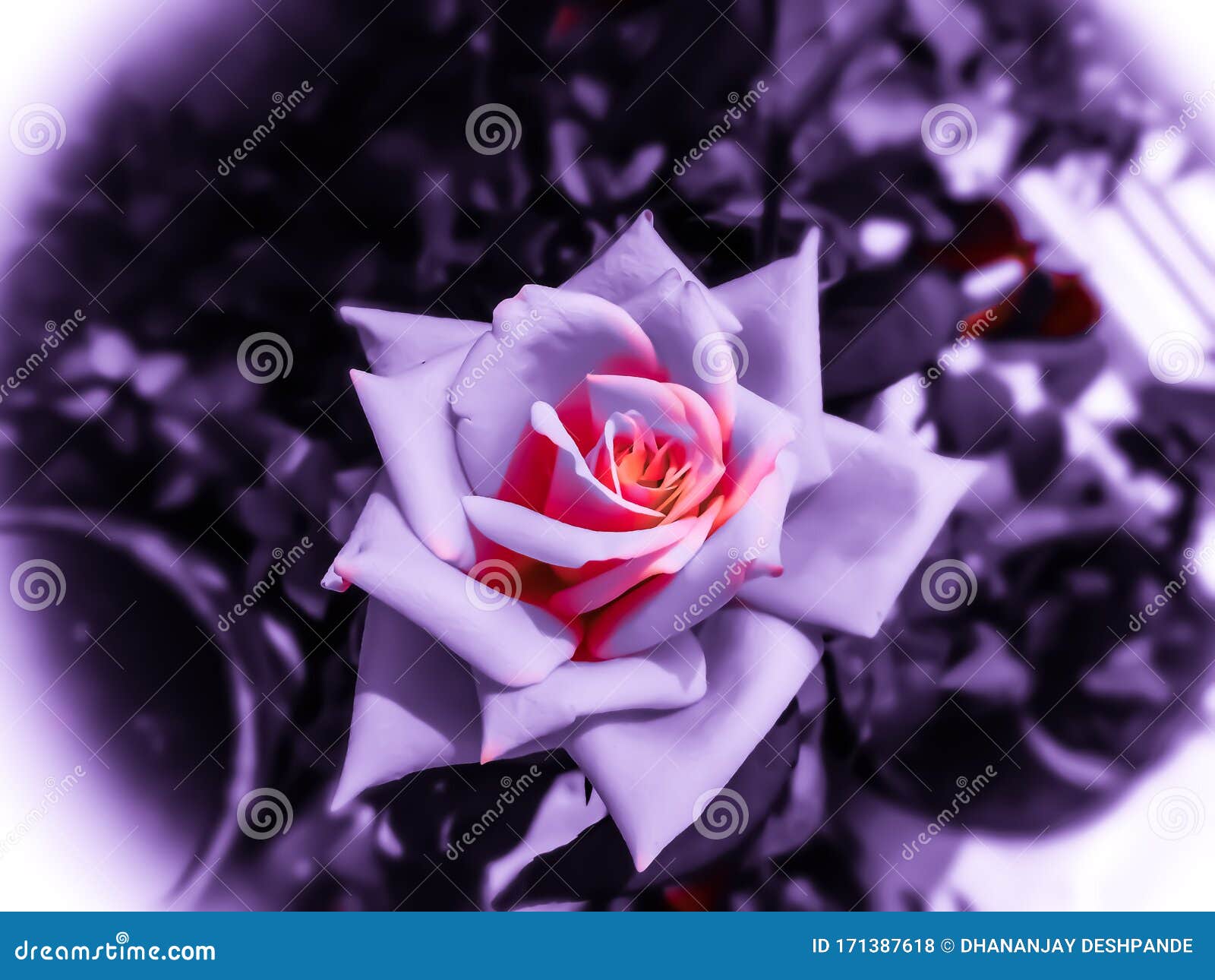 A Beautiful Single Rose Flower for Valentine S Stock Photo - Image of ...