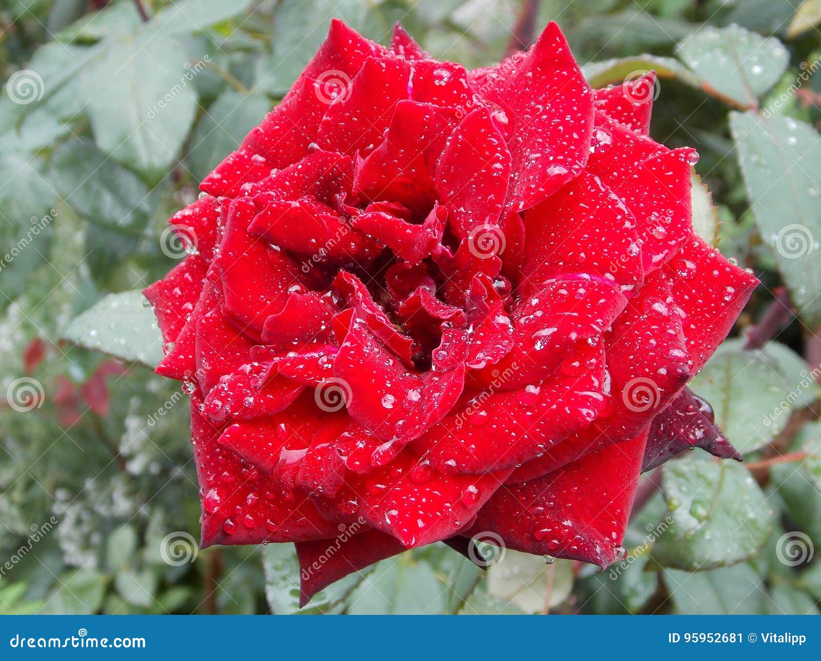 Beautiful a Single Rose after Rain Stock Image - Image of waiting, rose ...