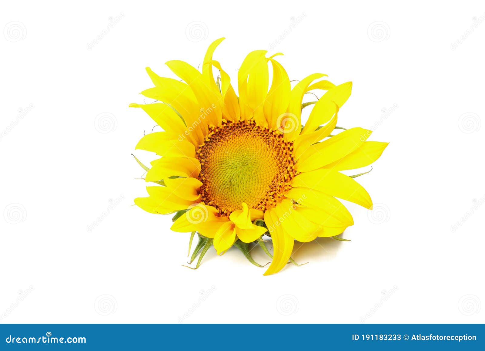 Beautiful Single Sunflower Isolated on Background Stock Image - Image ...