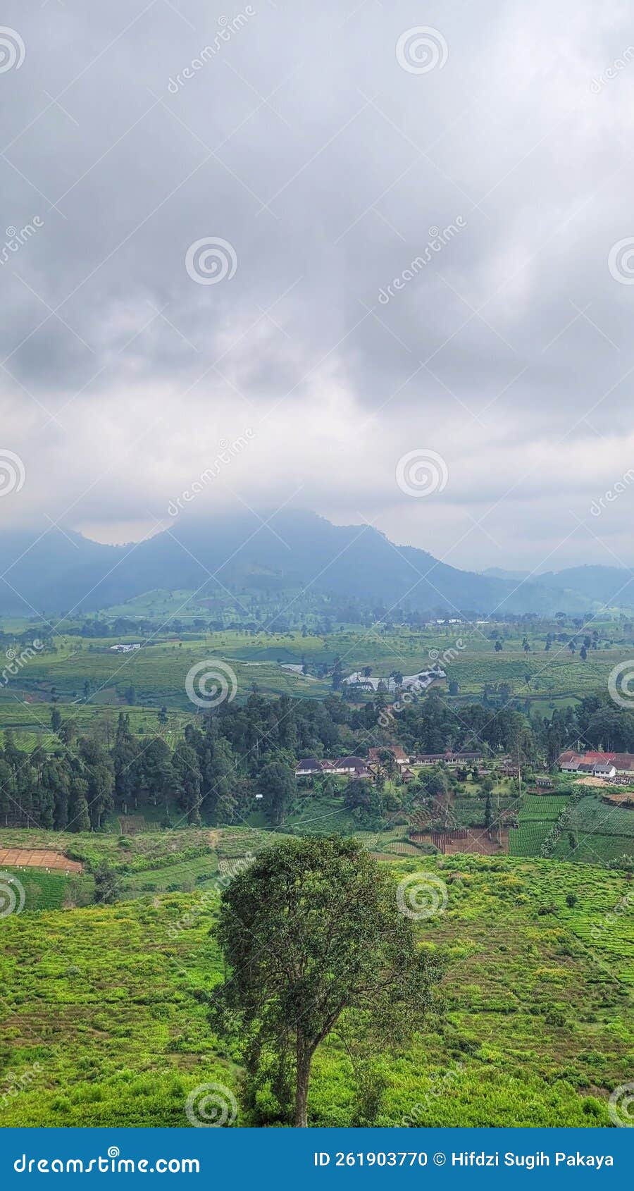 Single tree in tea garden stock photo. Image of garden - 261903770