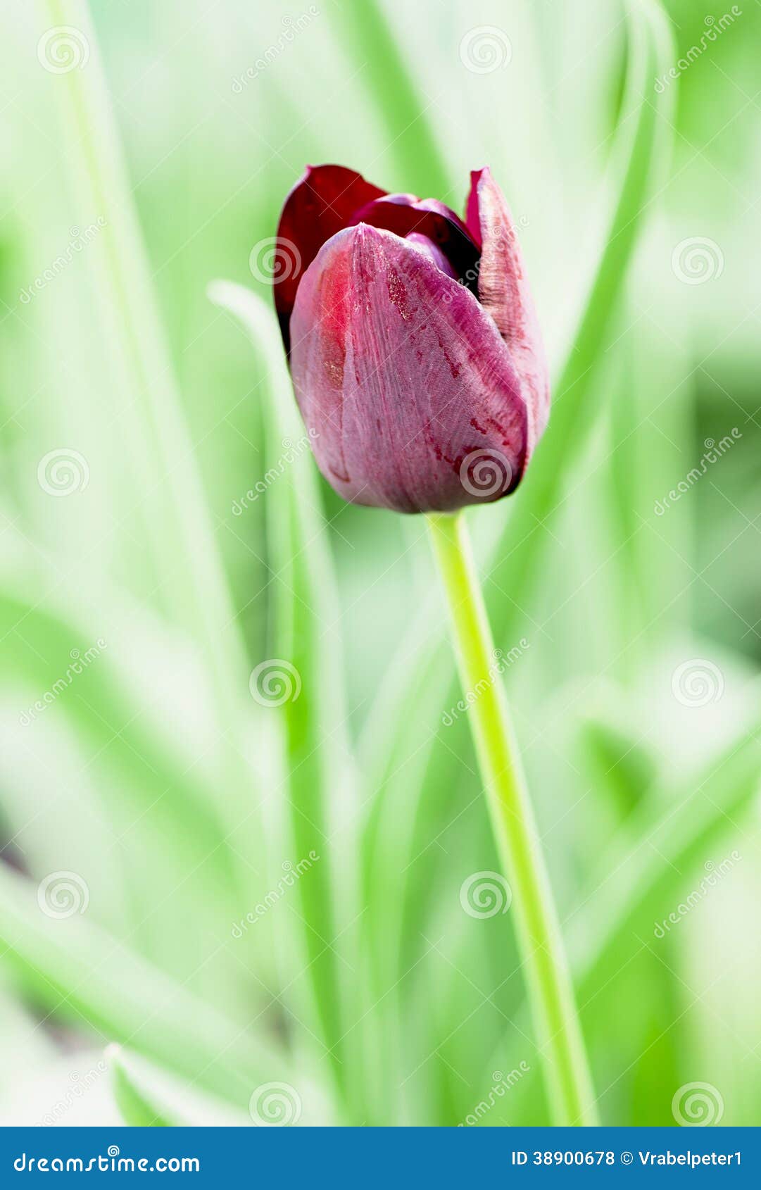 Beautiful single tulip stock photo. Image of bokeh, bloom - 38900678