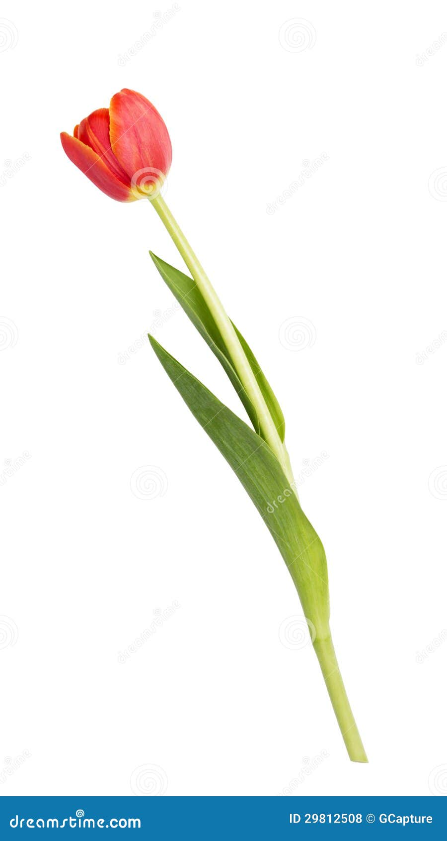 Beautiful single tulip stock photo. Image of isolated - 29812508