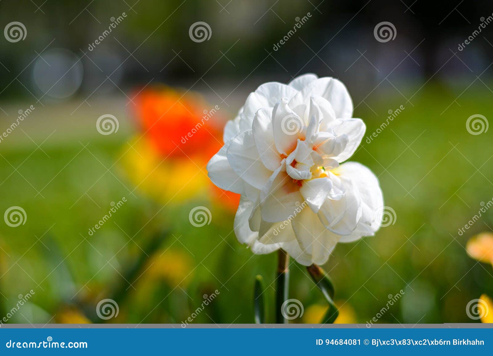 Beautiful Single White Flower in the Park in Spring Stock Image - Image ...