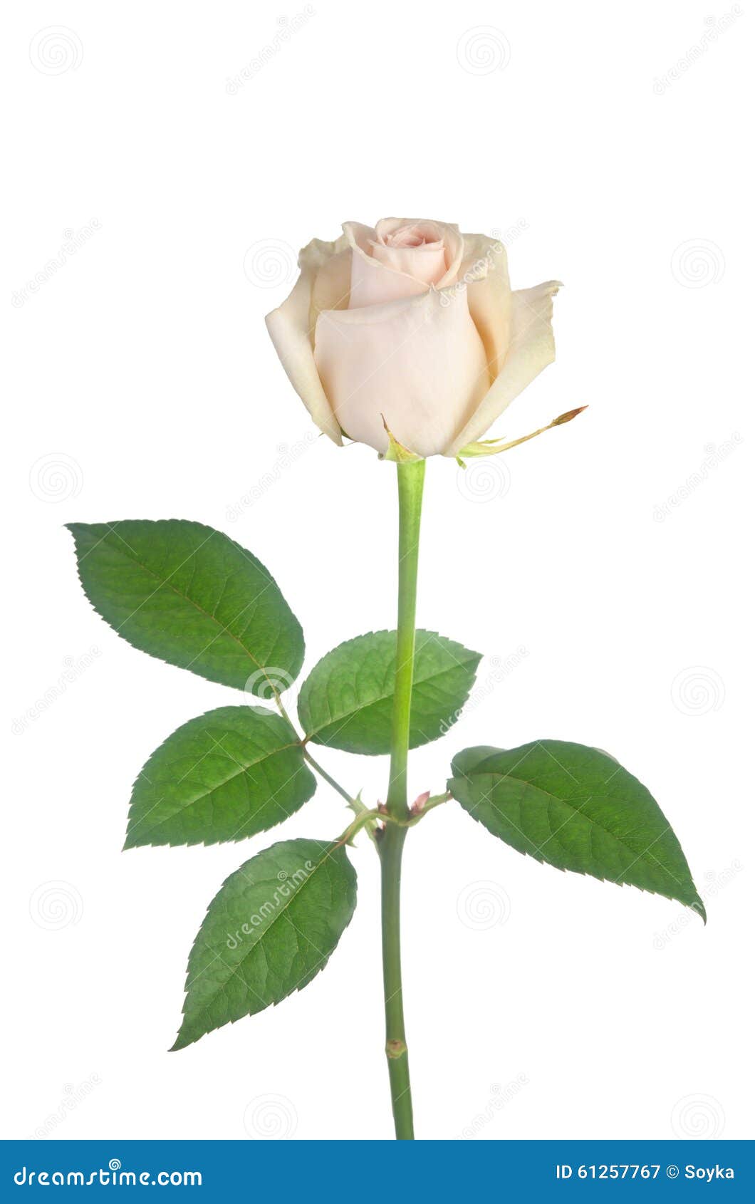 Beautiful Single White Rose Stock Image - Image of nature, beauty: 61257767