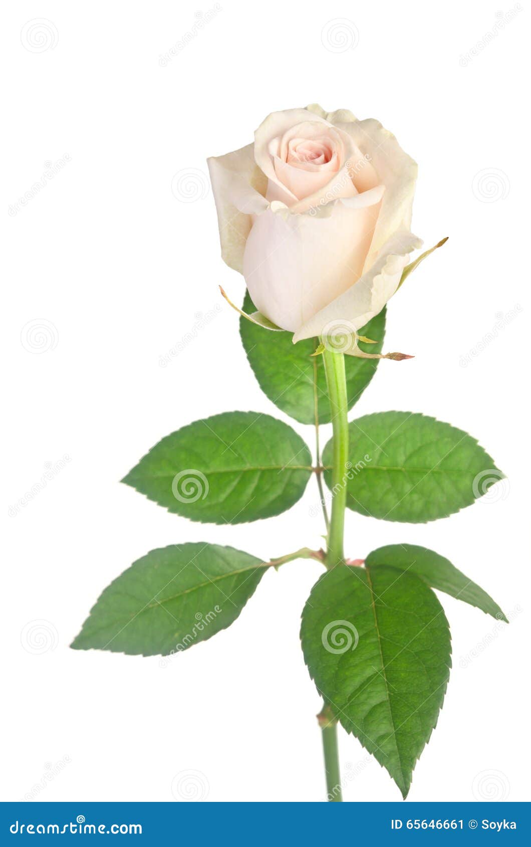 Beautiful Single White Rose Stock Image - Image of nature, gift: 65646661