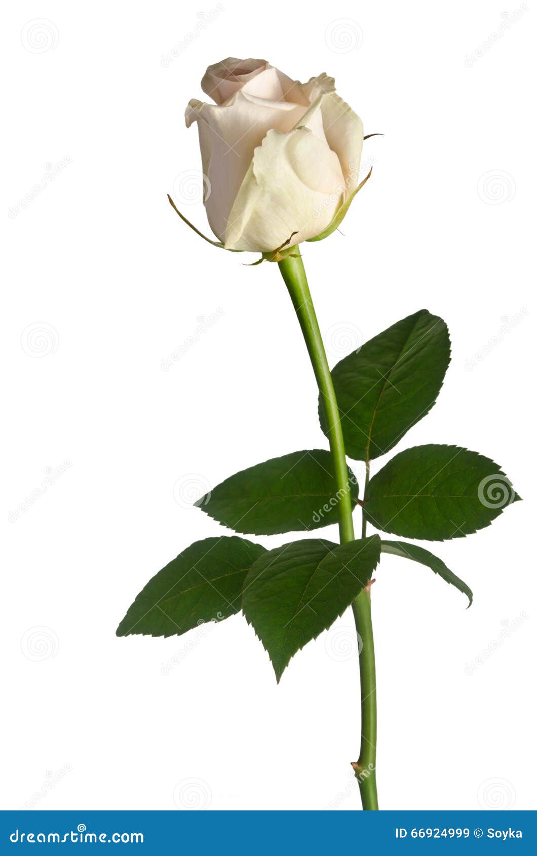 Beautiful Single White Rose Stock Image - Image of object, position ...