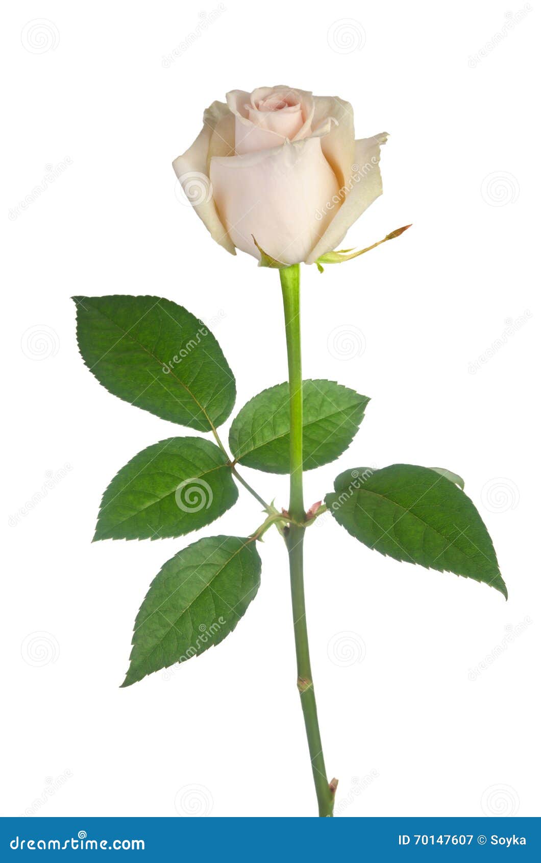 Beautiful Single White Rose Stock Image - Image of love, floral: 70147607