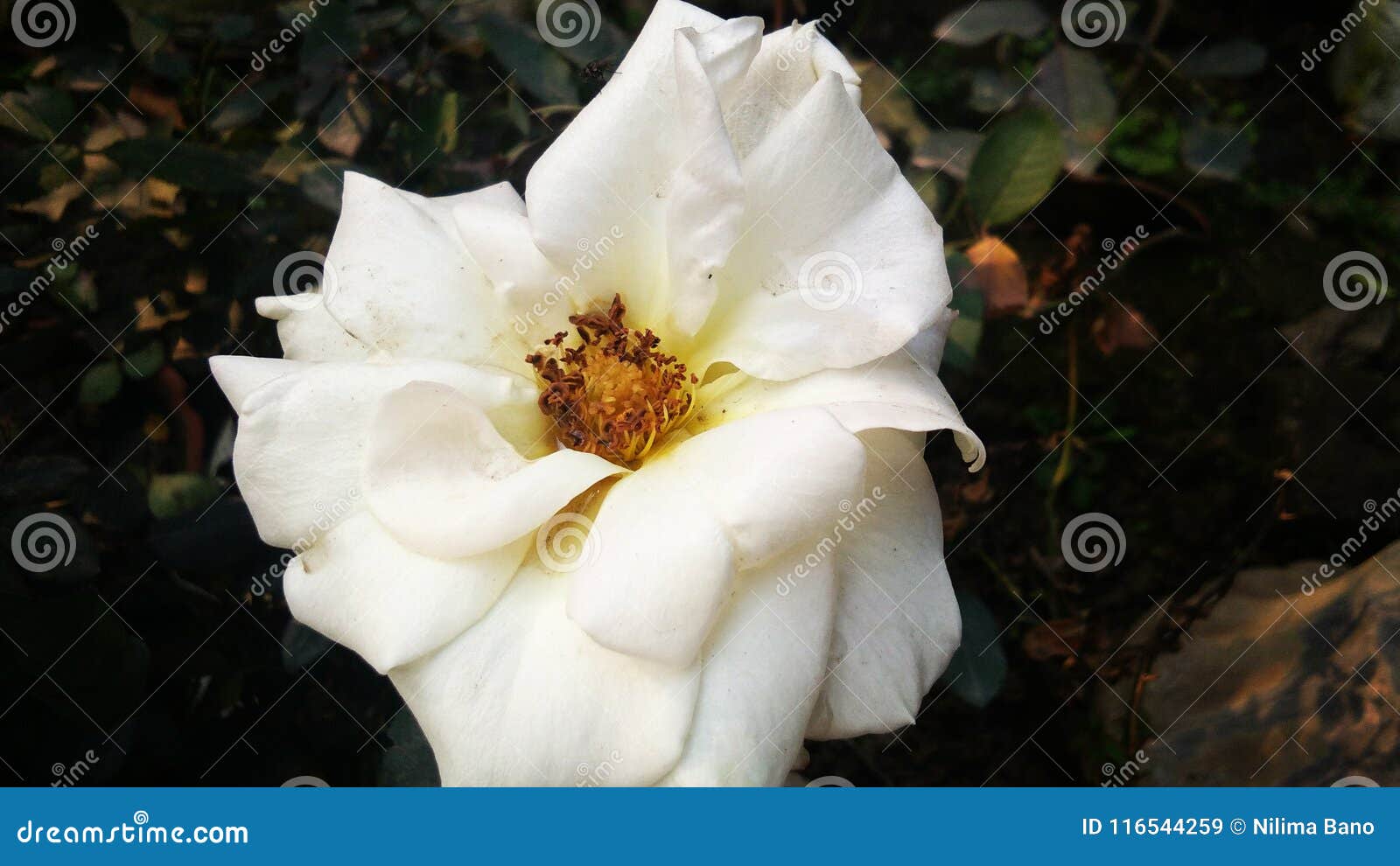 Beautiful Single White Rose on Black Background. Stock Image - Image of ...