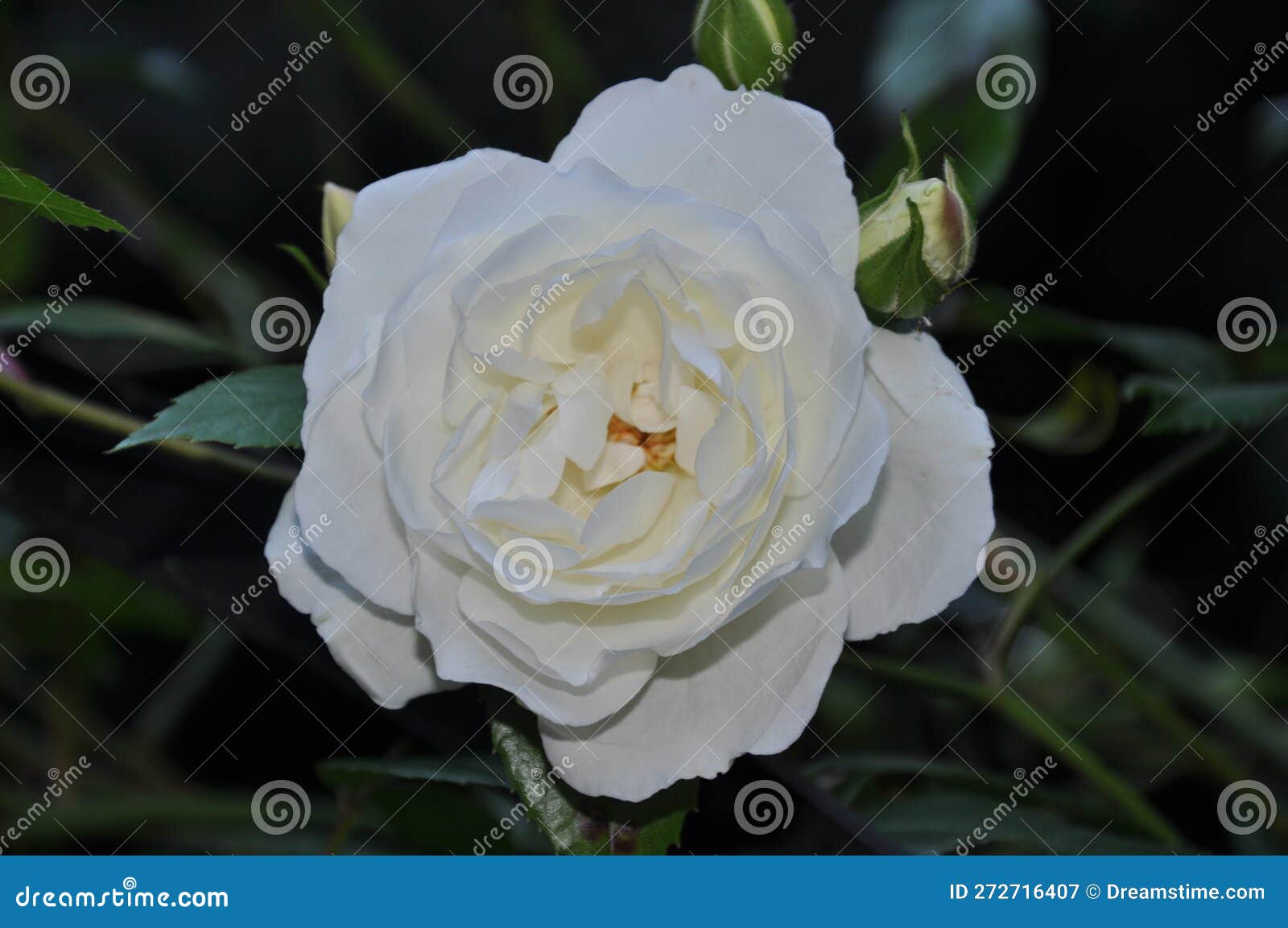 Beautiful Single White Rose Stock Image - Image of full, singe: 272716407