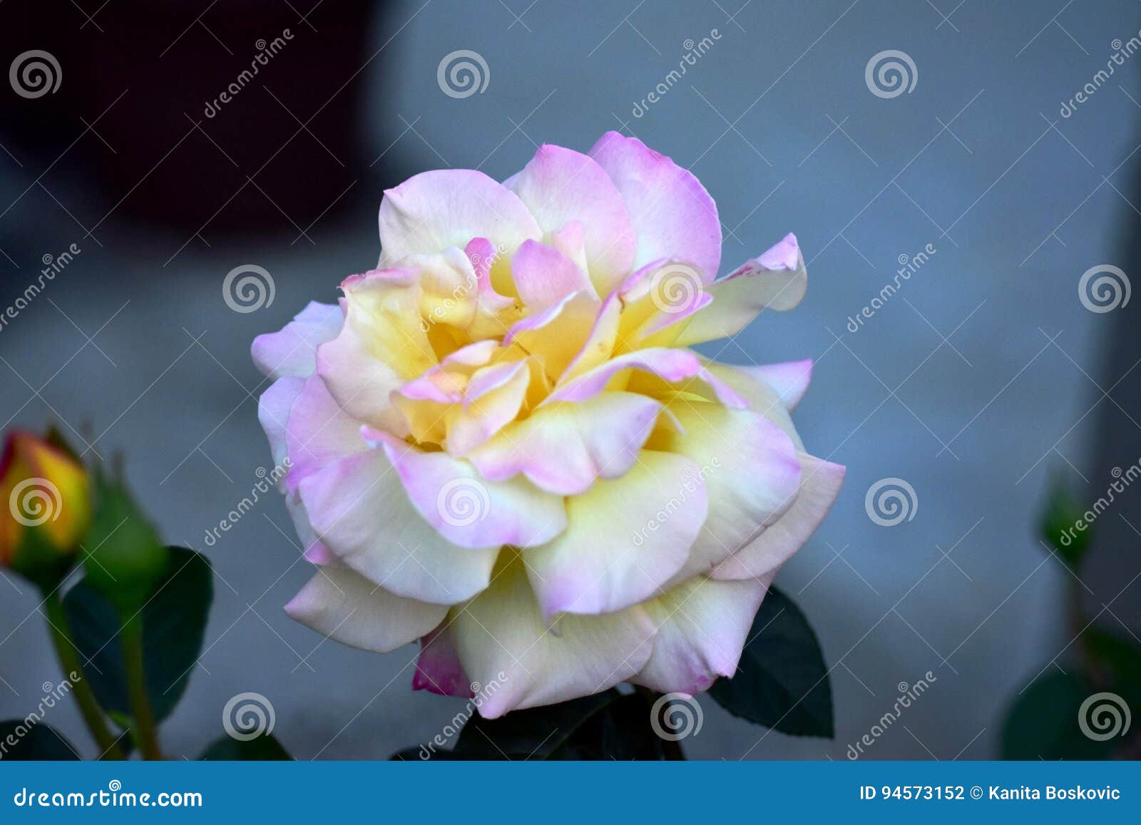 Beautiful Single White Rose Flower in Bloom Stock Photo - Image of ...