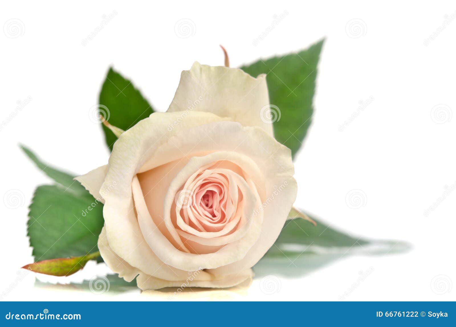 Beautiful Single White Rose Stock Photo - Image of beauty, rose: 66761222