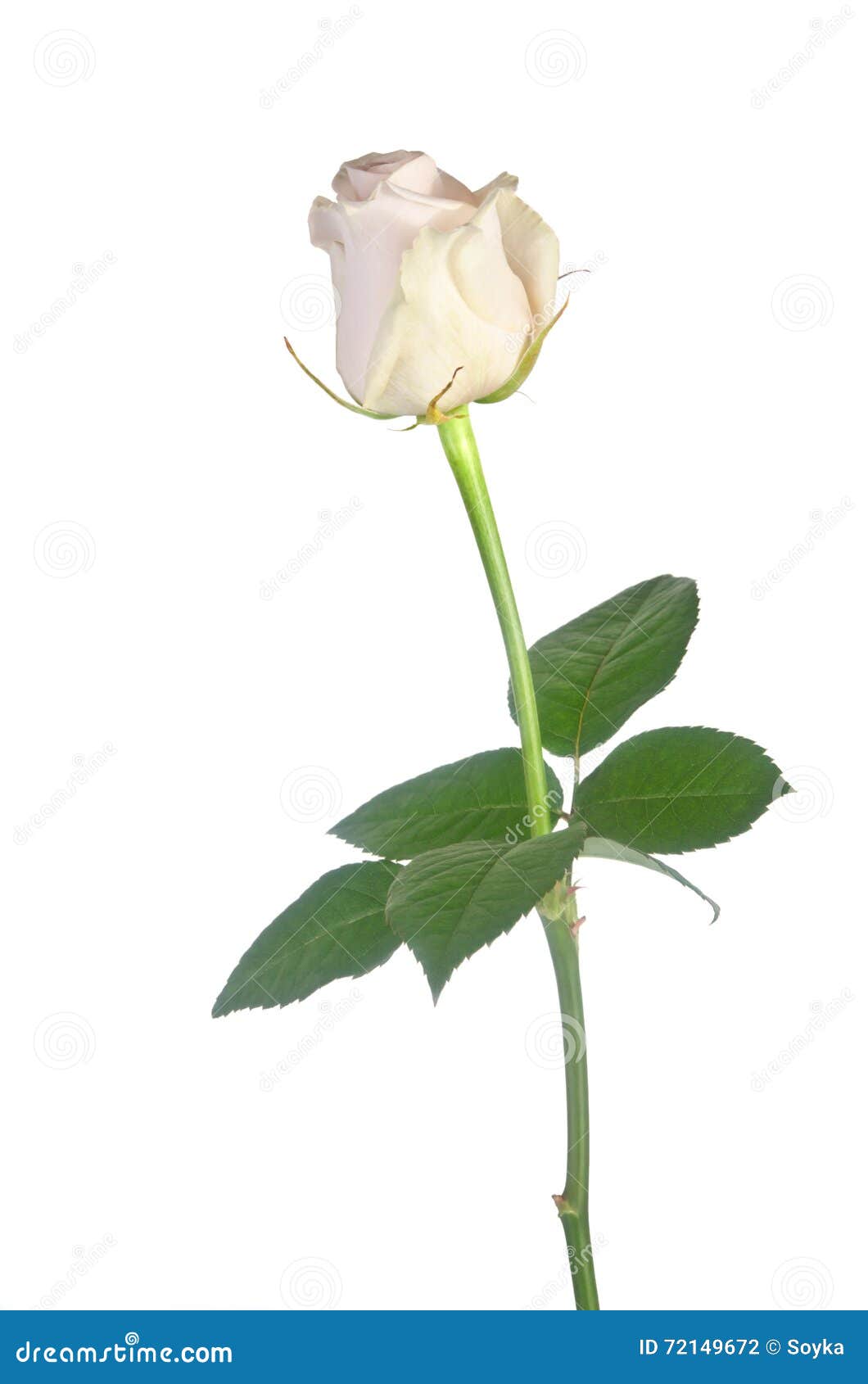 Beautiful Single White Rose on a White Background Stock Photo - Image ...