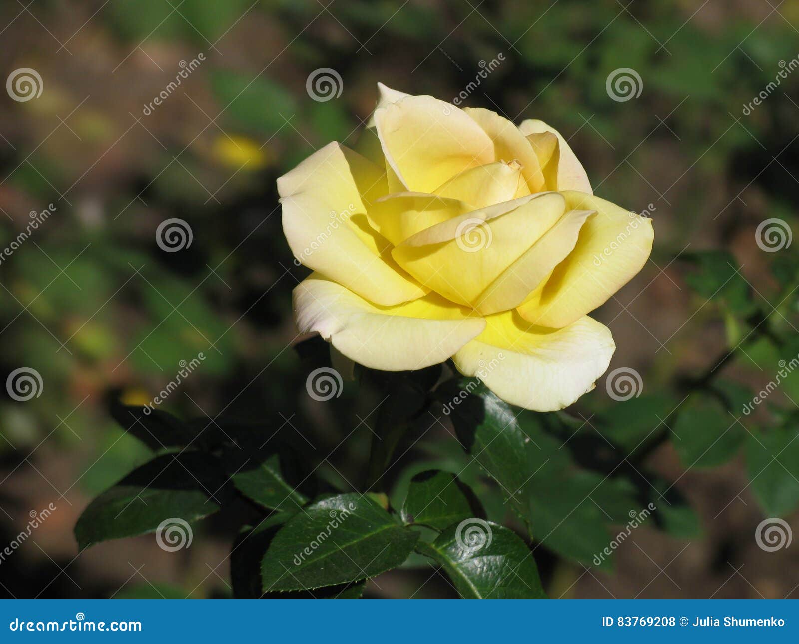 Beautiful Single Yellow Rose Stock Photo - Image of beautiful, flowers ...