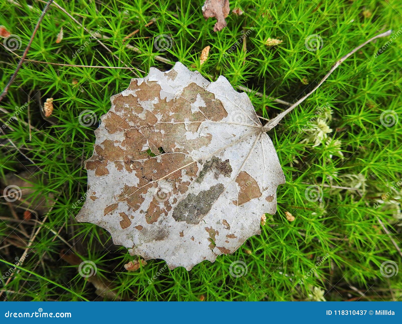 Beautiful Tree Skeleton in Forest, Lithuania Stock Image - Image of ...