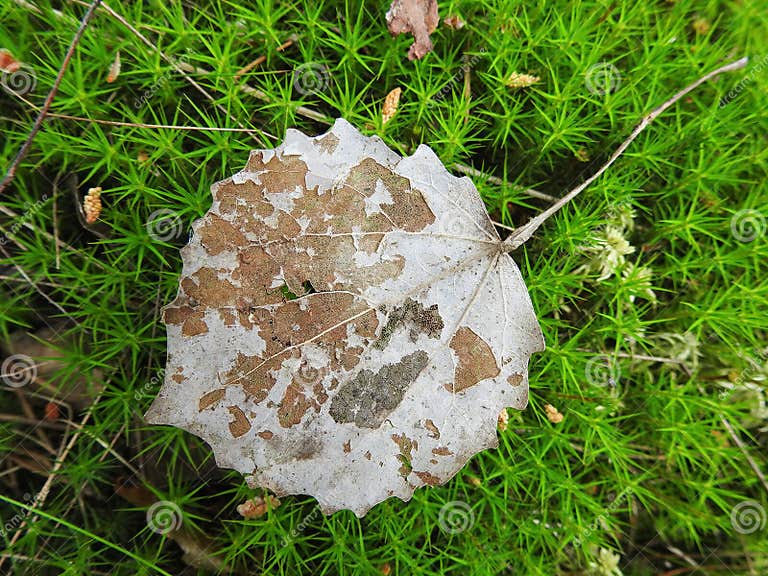 Beautiful Tree Skeleton in Forest, Lithuania Stock Image - Image of ...