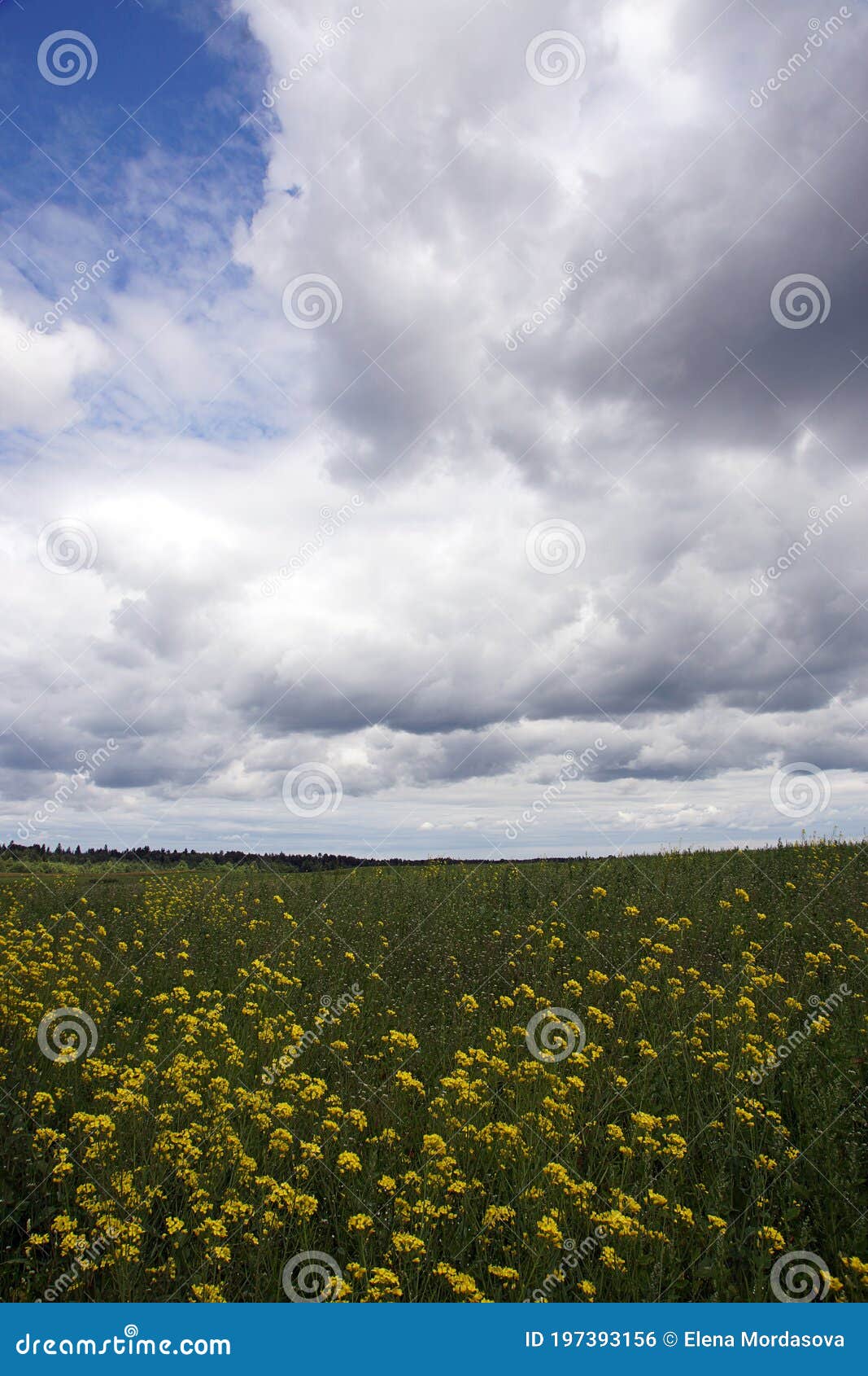 Beautiful Sky with Clouds Over a Field with Yellow Flowers Stock Photo ...