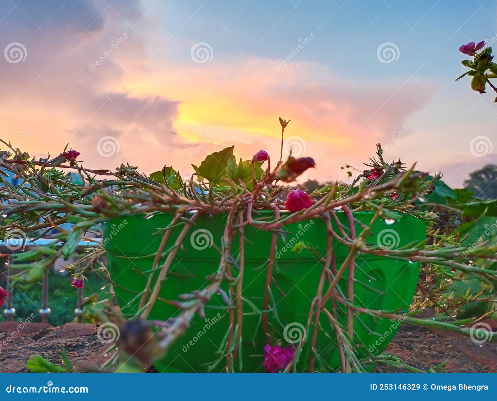 Beautiful Sky with Greenery Stock Image - Image of wildflower, shrub ...