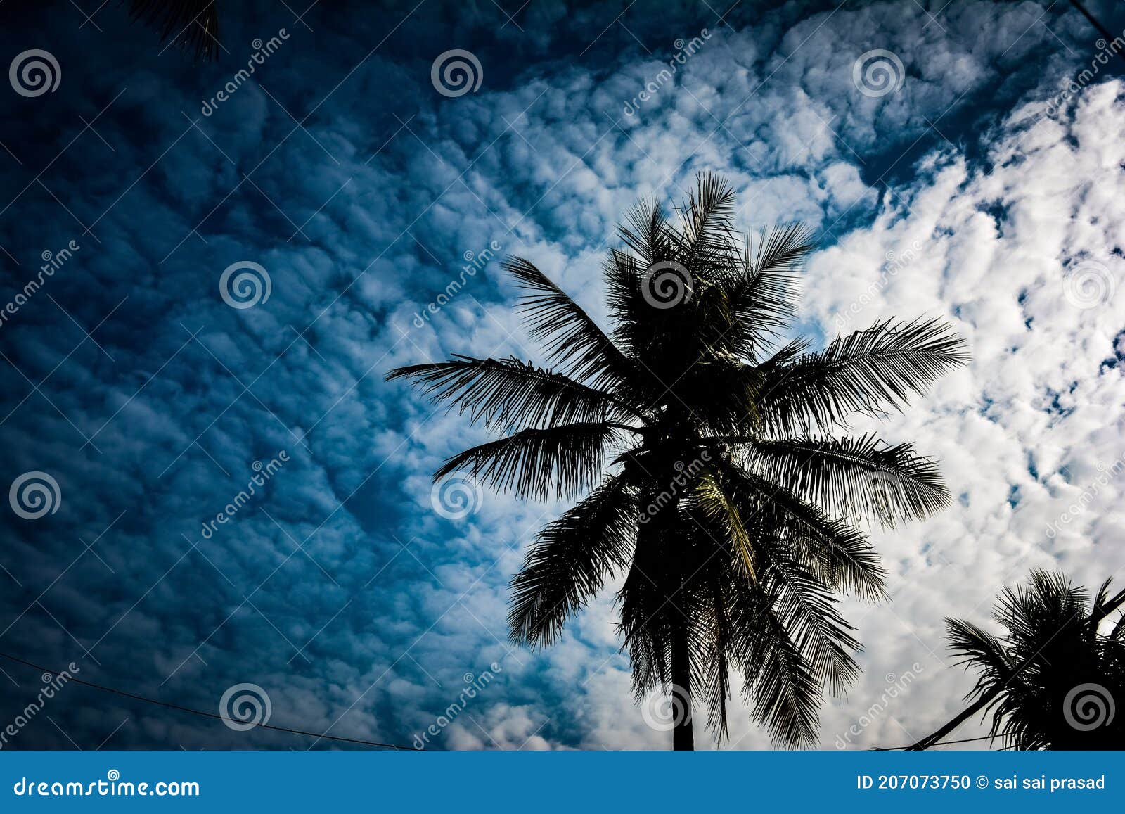 Beautiful Sky Images with Coconut Tree Stock Photo - Image of coconut ...