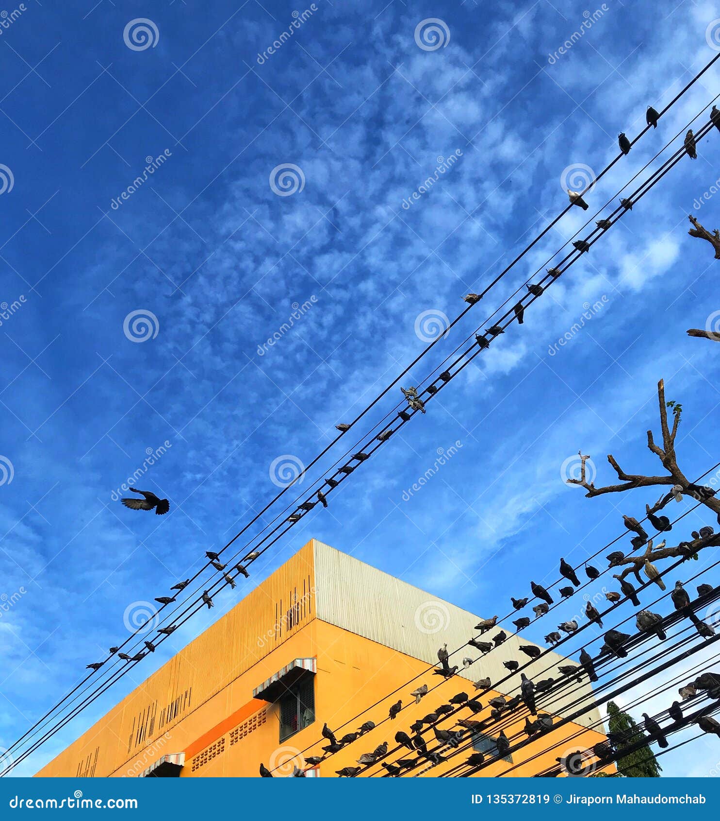 A Cable Car Flying Over The Beautiful Autumn Valley In Tateyama Kurobe ...