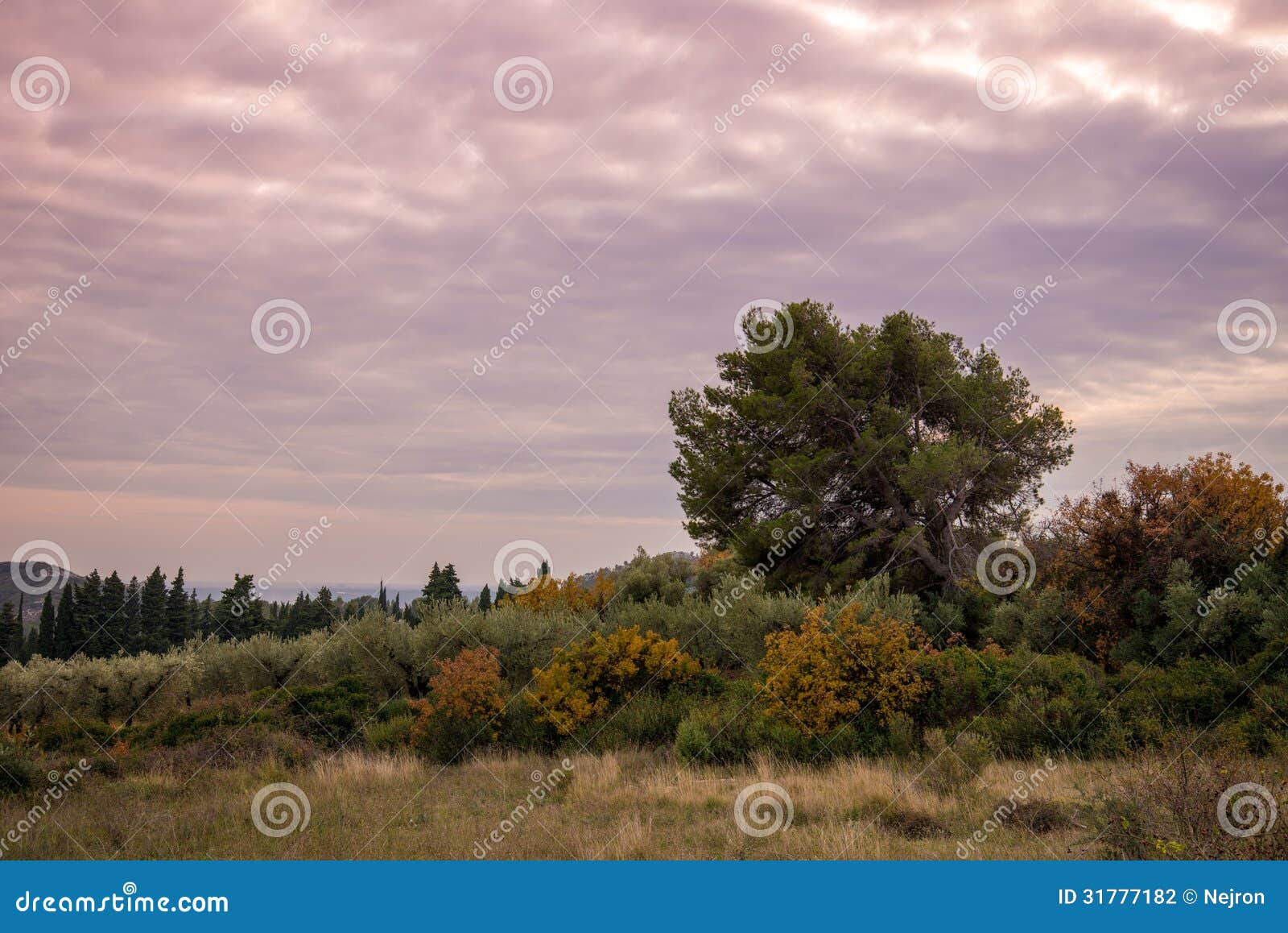 Beautiful sky over trees stock photo. Image of loneliness - 31777182