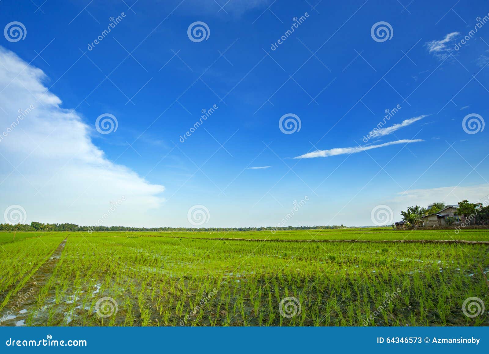 Beautiful sky rice field stock image. Image of environment - 64346573