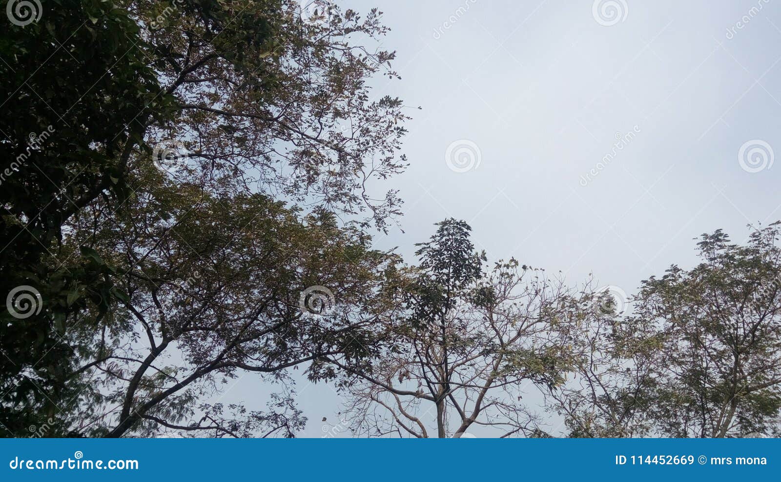 Clear sky stock image. Image of clear, tree, beautiful - 114452669