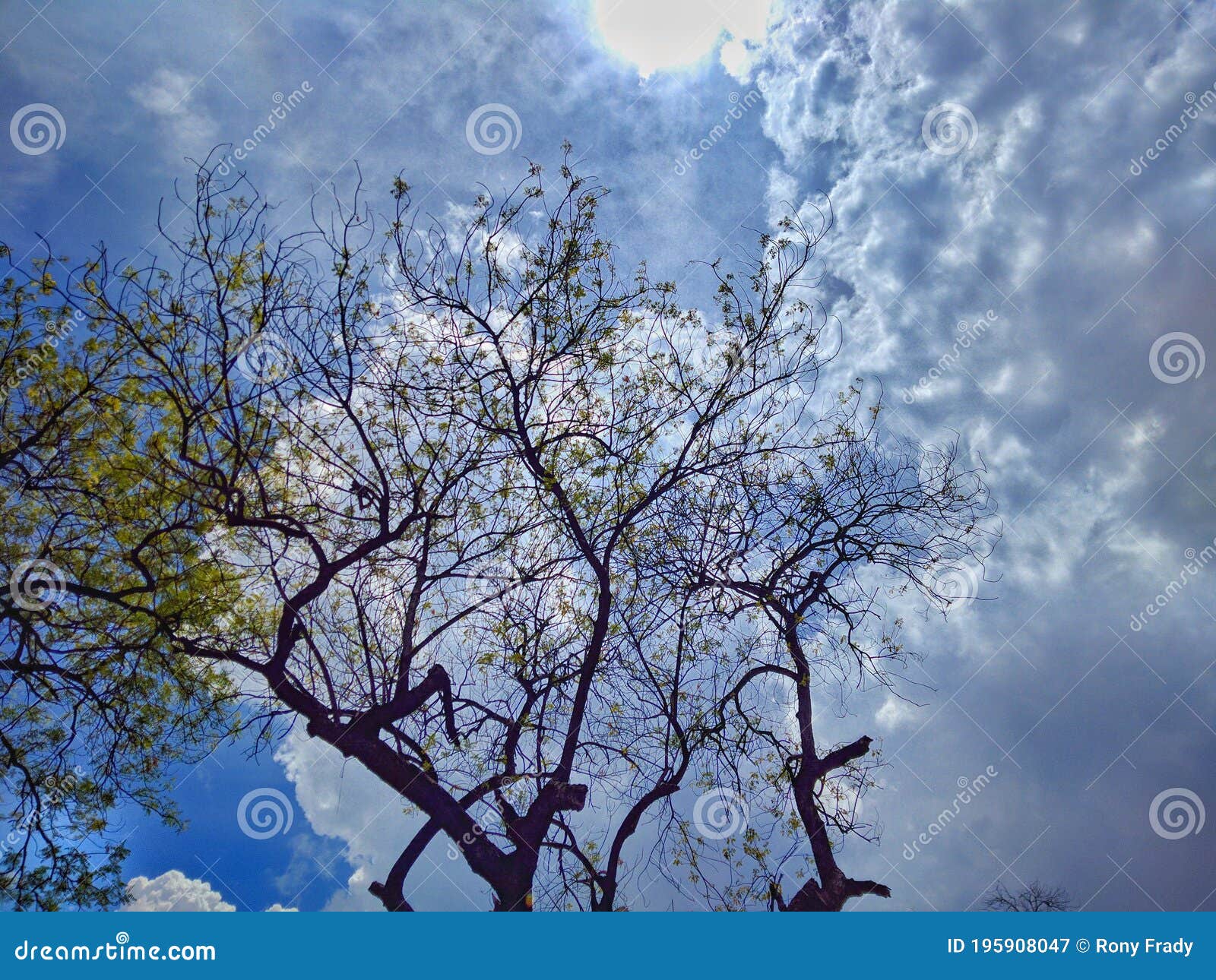 Beautiful Sky and Tree in Sun Shining through Clouds Stock Image ...