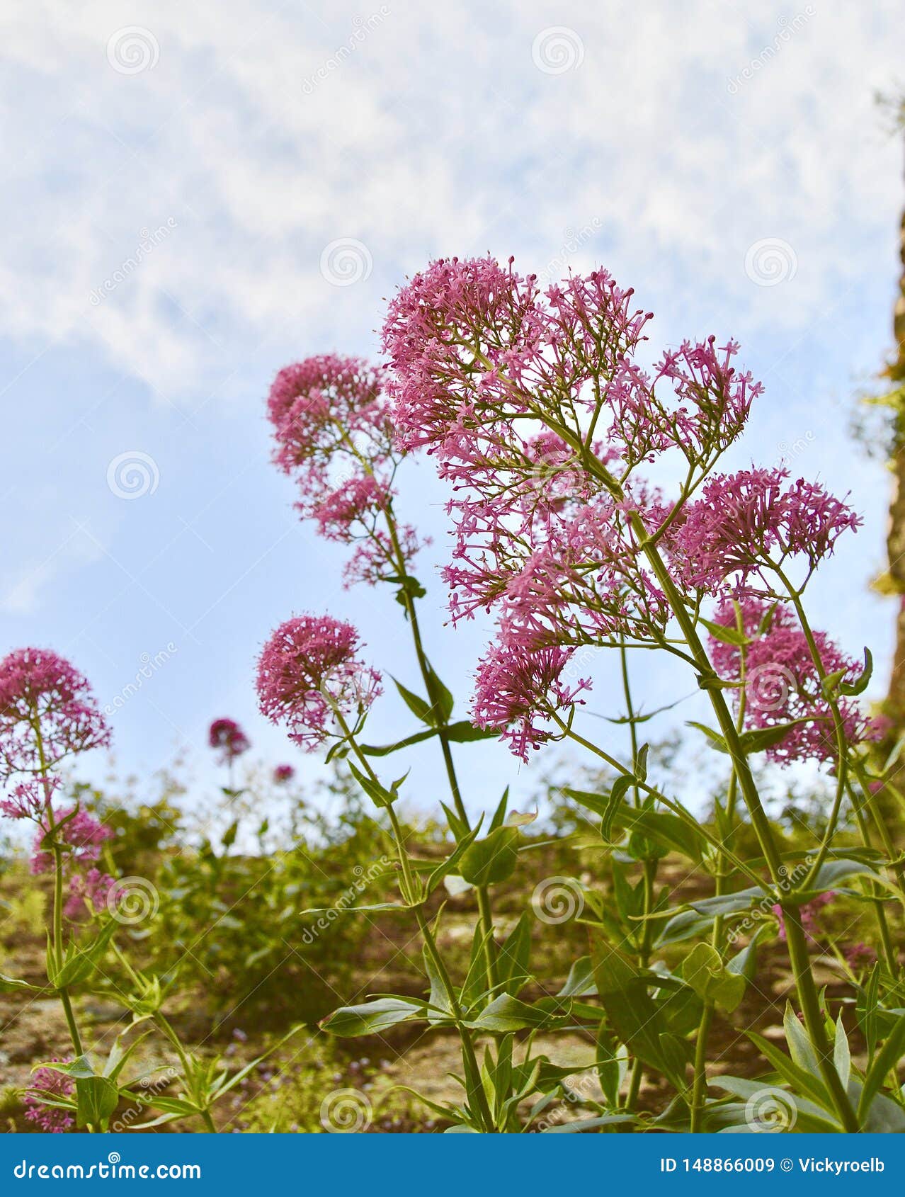 Beautiful Sky View with Pink Flowers Stock Image - Image of intense ...