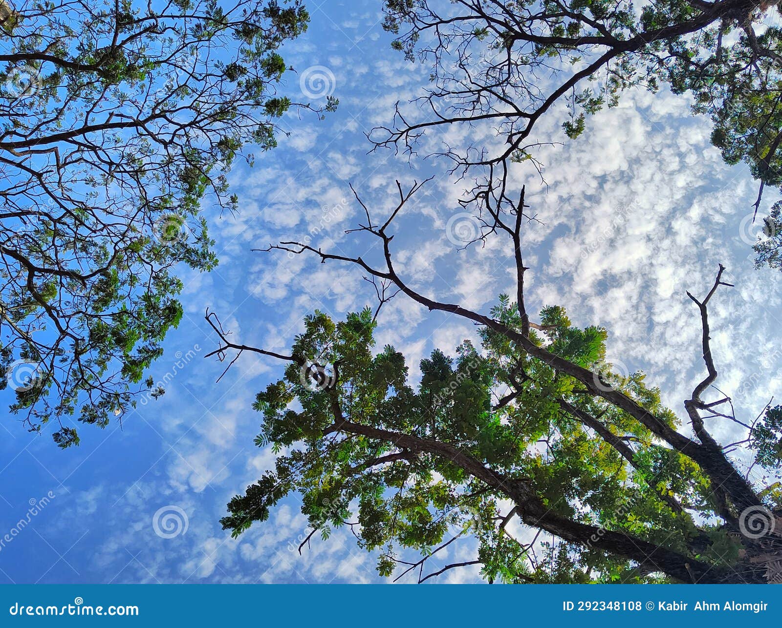 Beautiful Sky View through the Tree Branches Stock Photo - Image of ...