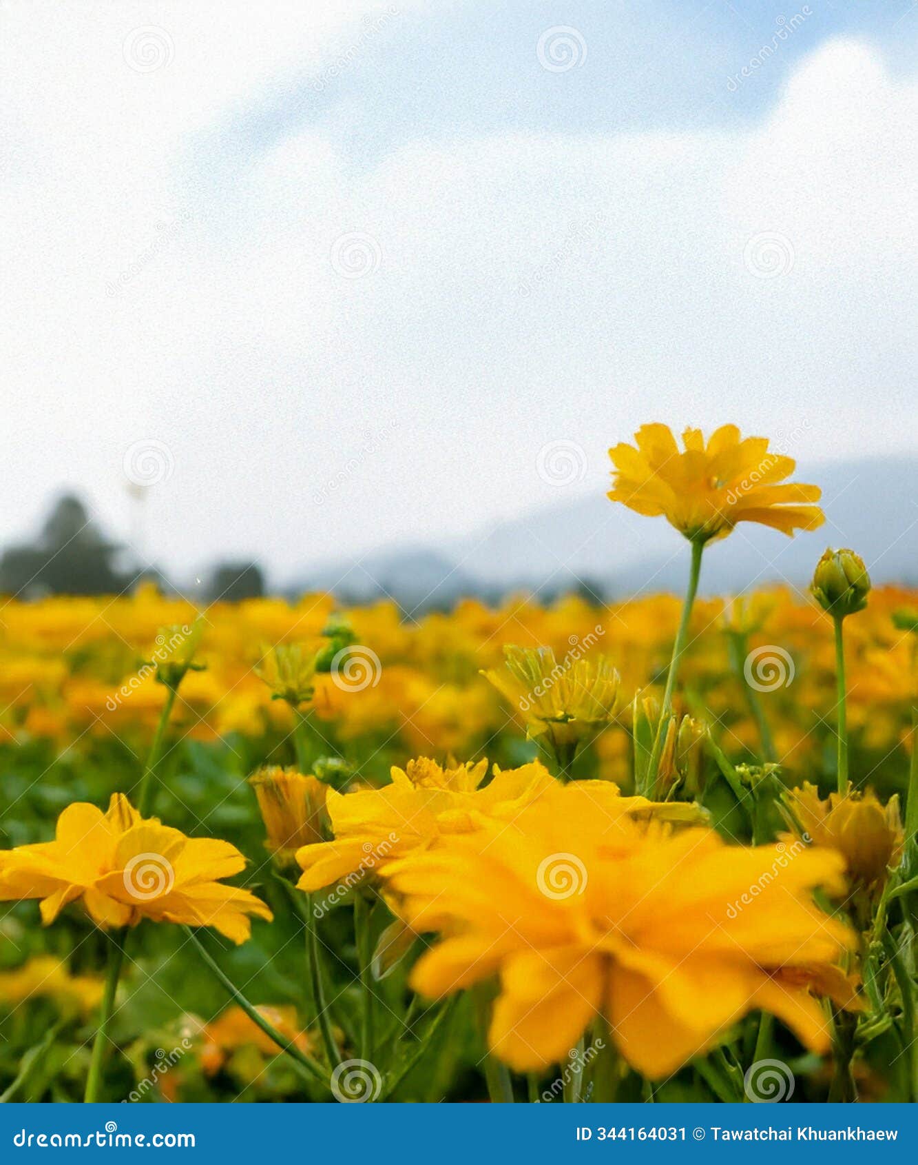 Beautiful Sky and Wide Flower Fields, Good Atmosphere Stock ...