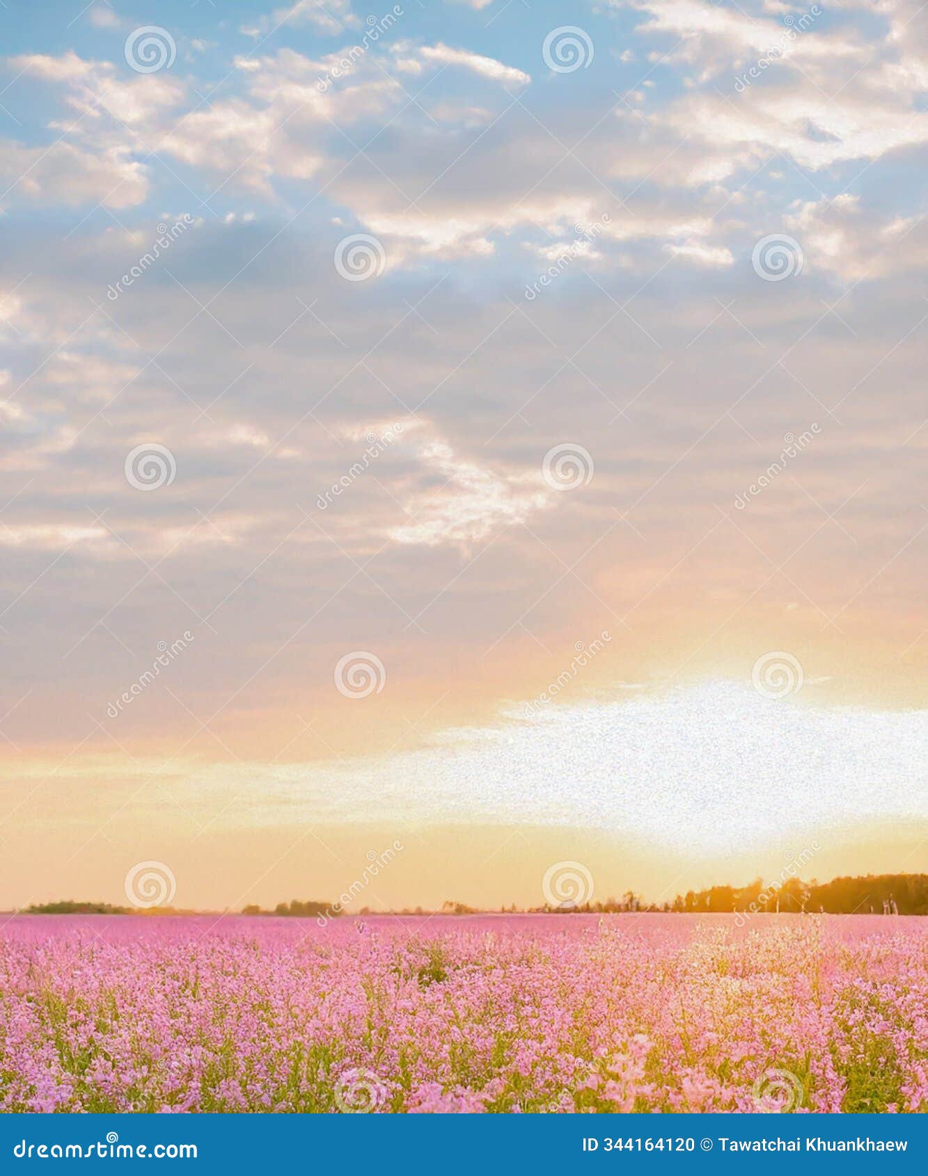 Beautiful Sky and Wide Flower Fields, Good Atmosphere Stock ...
