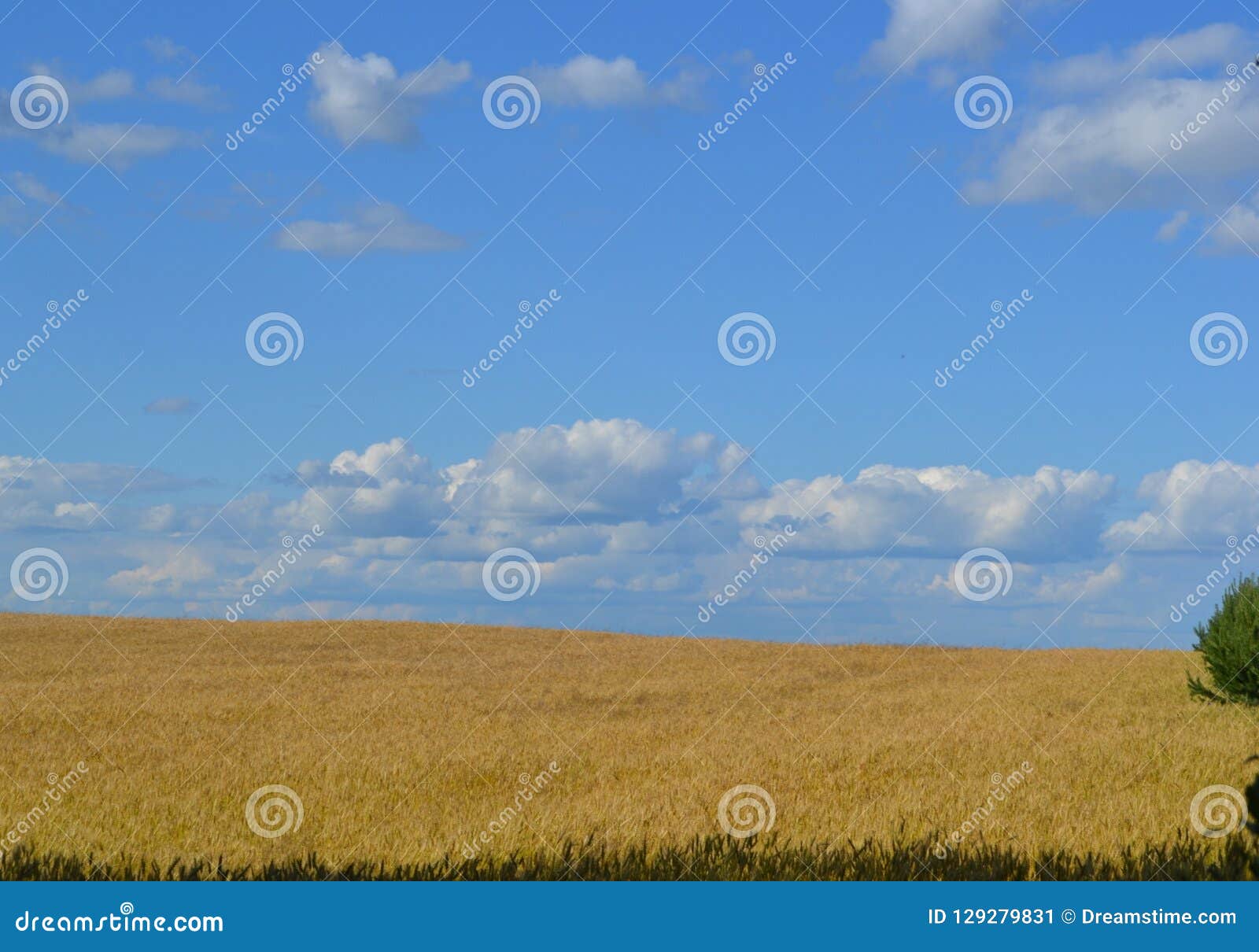Beautiful Sky on a Yellow Field Stock Image - Image of cloud, farming ...