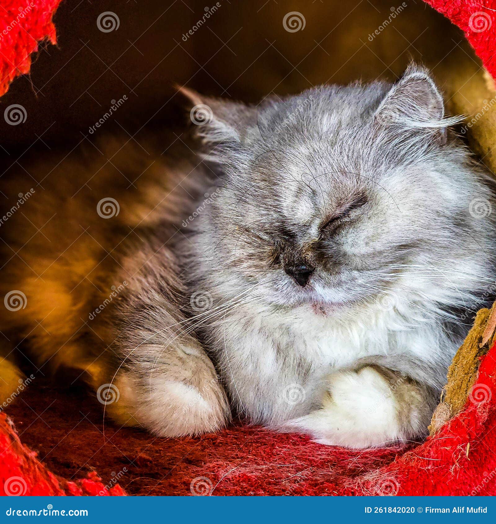 Beautiful Sleeping Cat Inside the Box Stock Photo - Image of calico ...