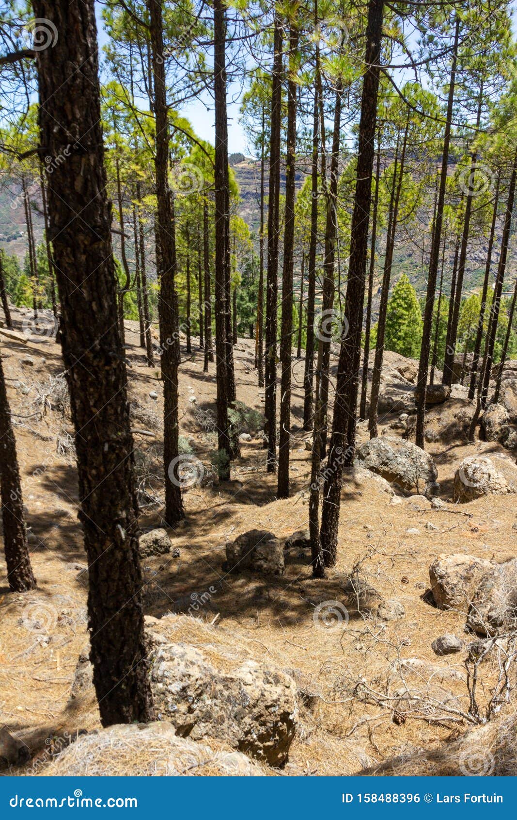 Beautiful Slender Trees on the Mountain Slope Stock Photo - Image of ...