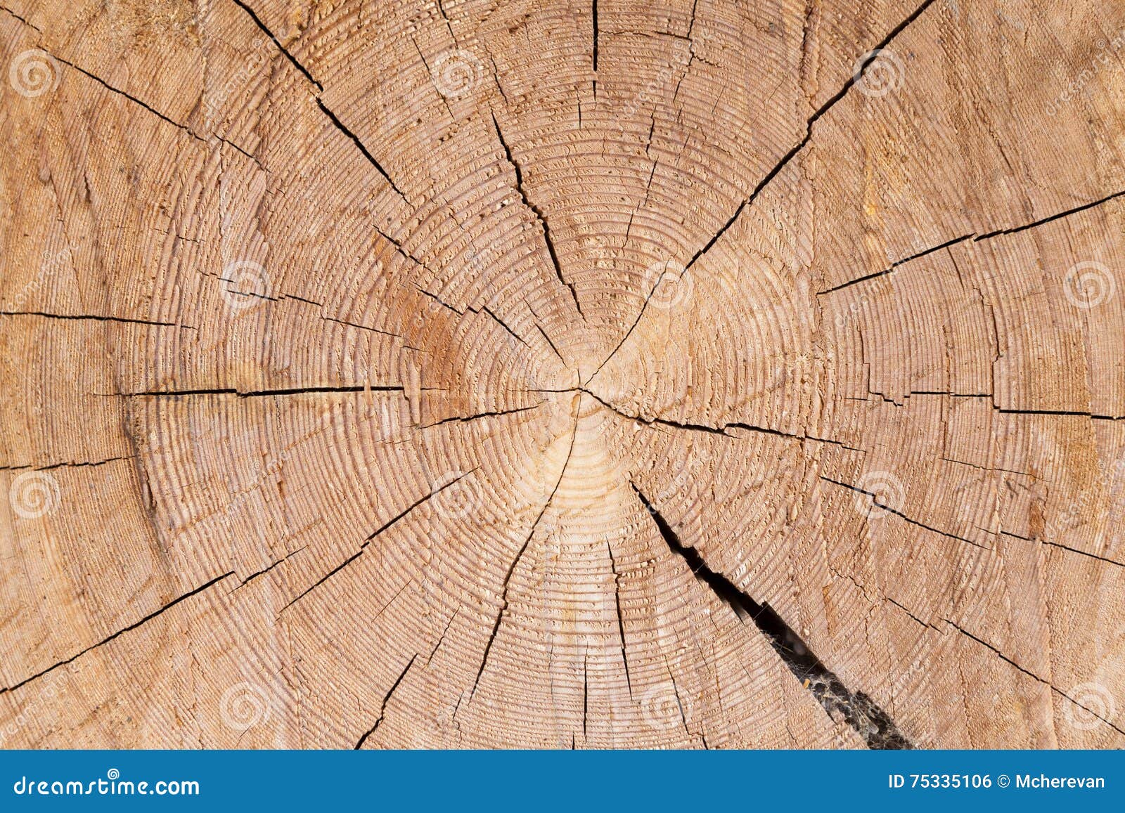 Beautiful Slice of Pine Wood, Large Rings Texture. Stock Photo - Image ...