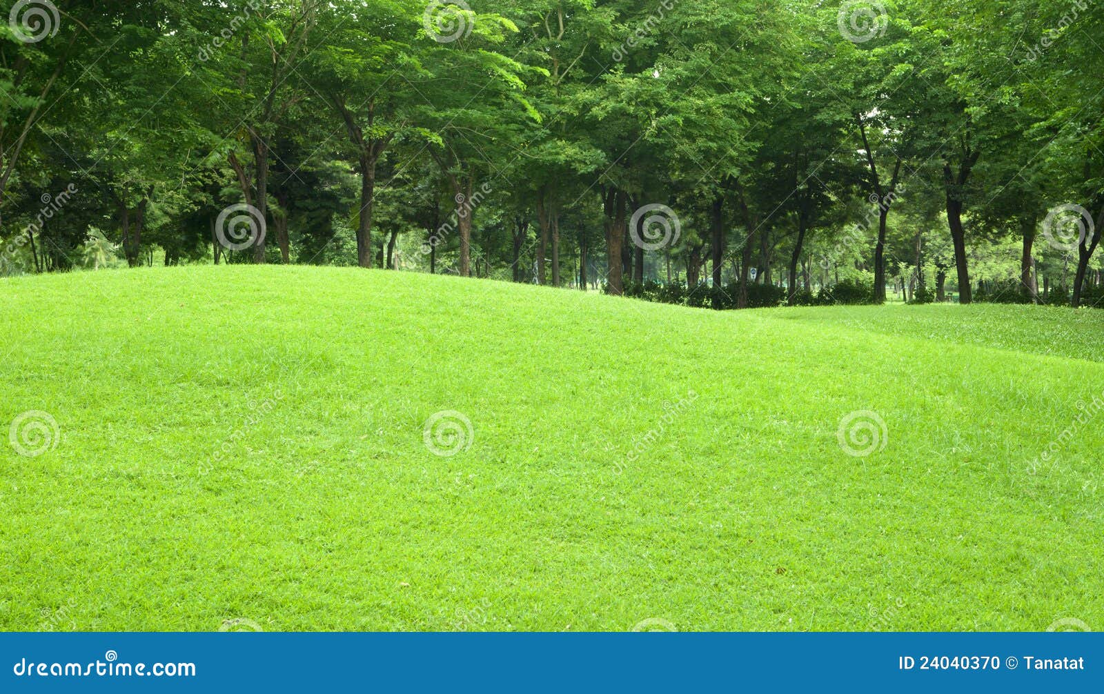 Beautiful Tree And Grass