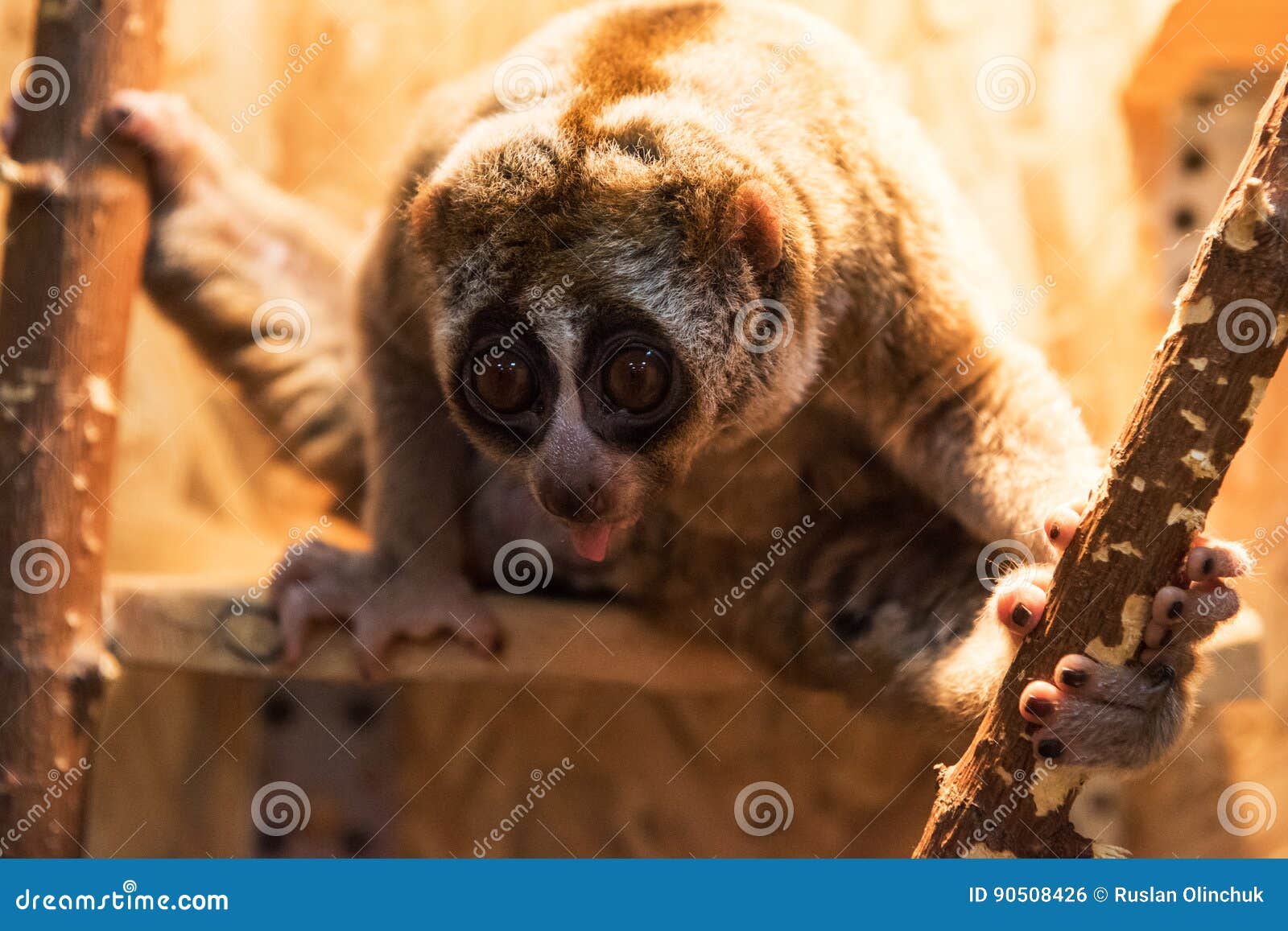 The beautiful slow loris stock photo. Image of funny - 90508426