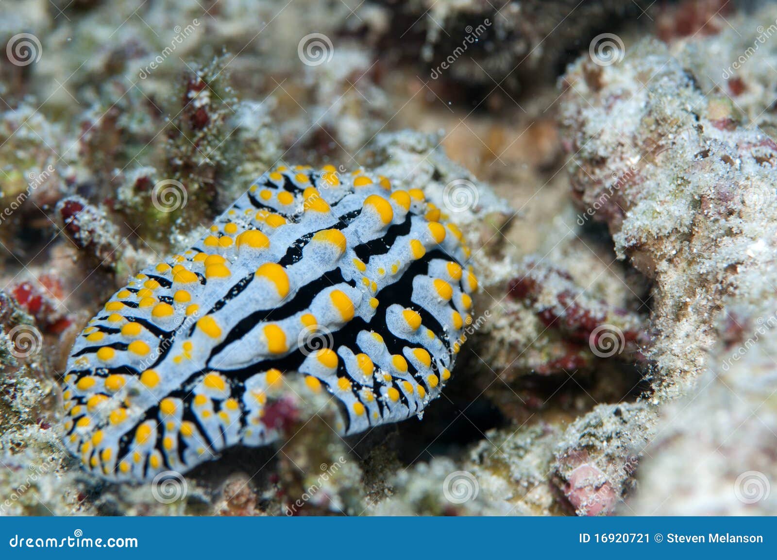 Beautiful slug stock image. Image of mollusc, island - 16920721